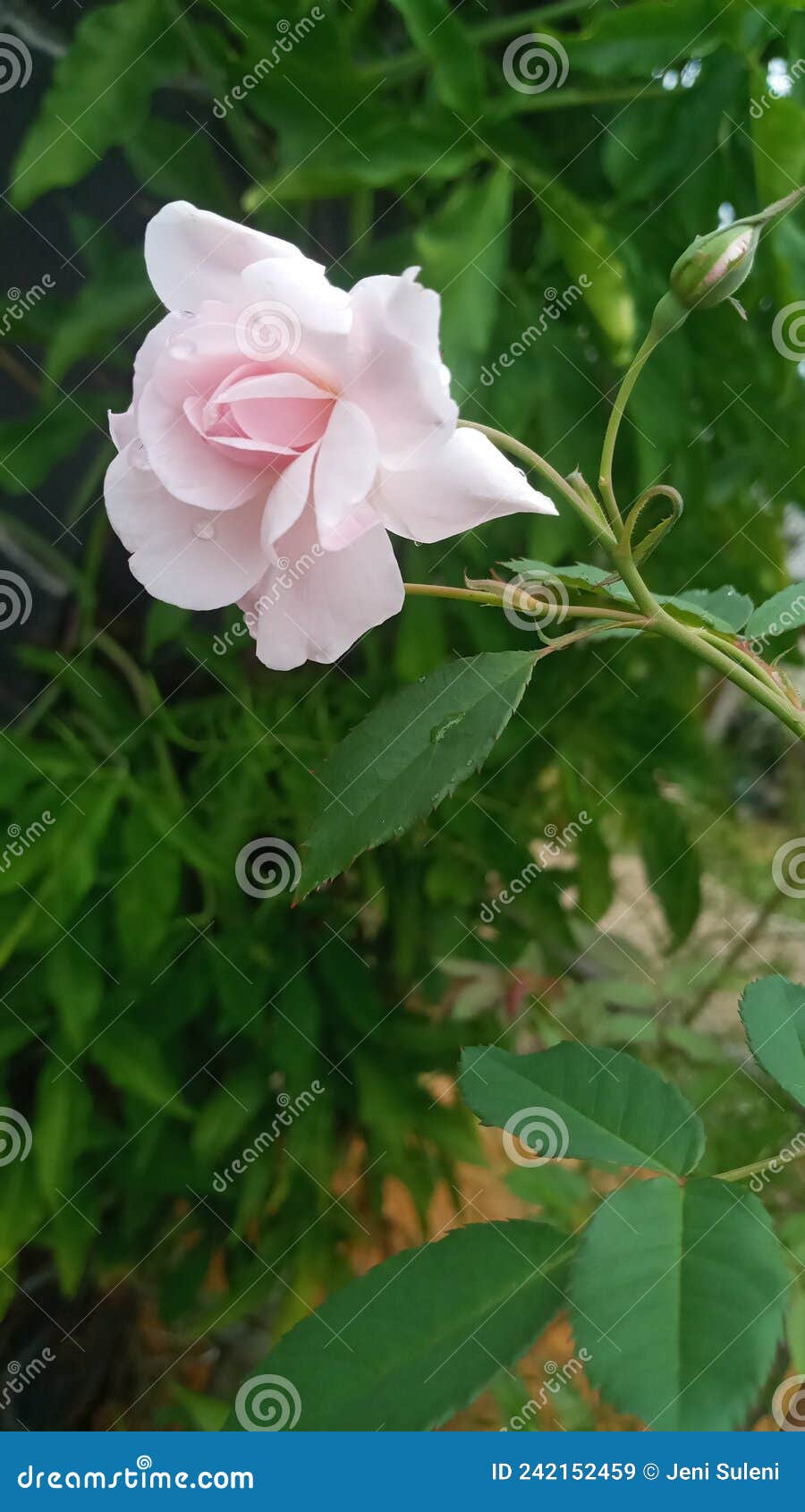 Potrait of a pink rose stock image. Image of awesome - 242152459