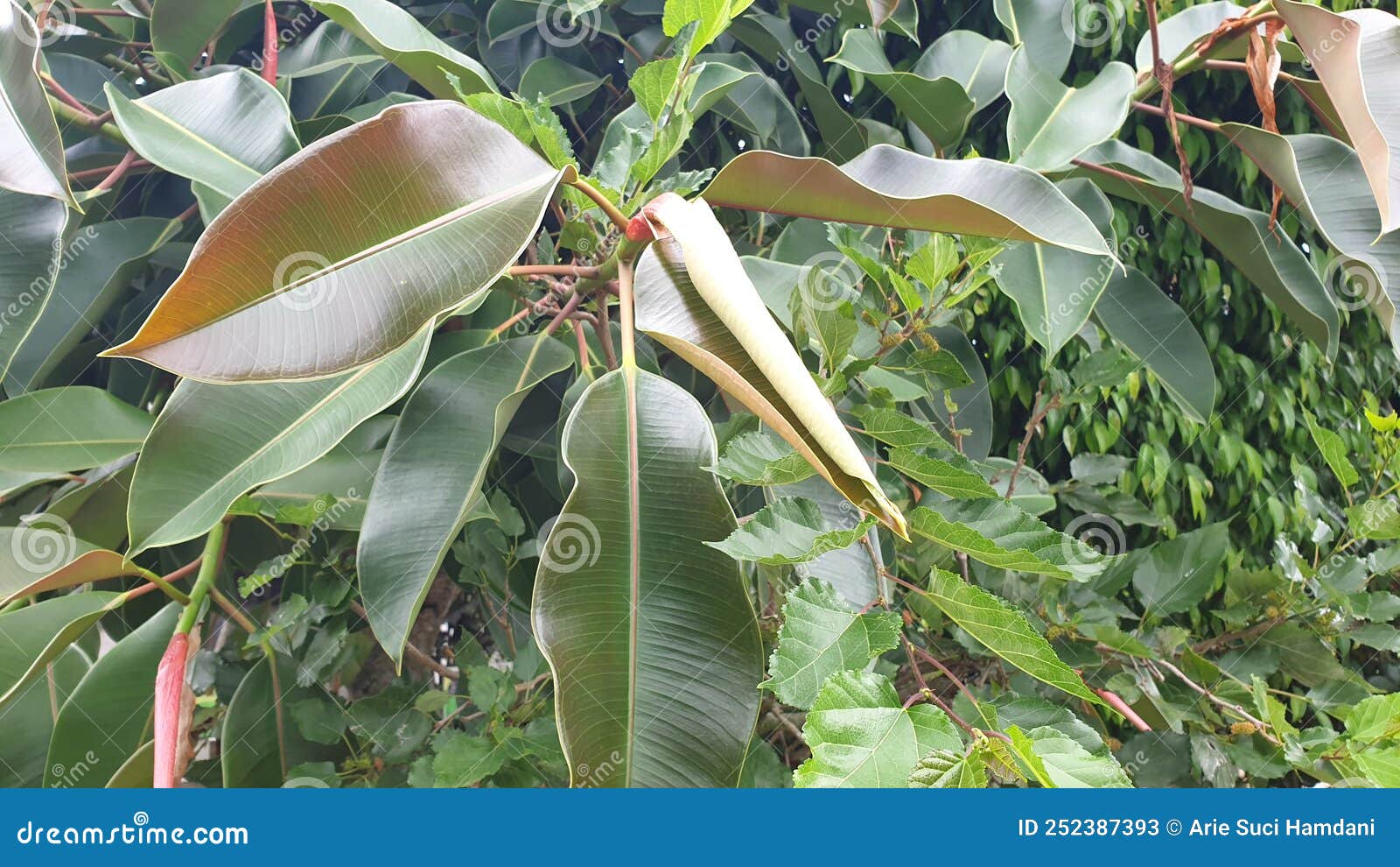 Potrait of Rubber Fig Leaf As Known As Rubber Tree Stock Image - Image ...