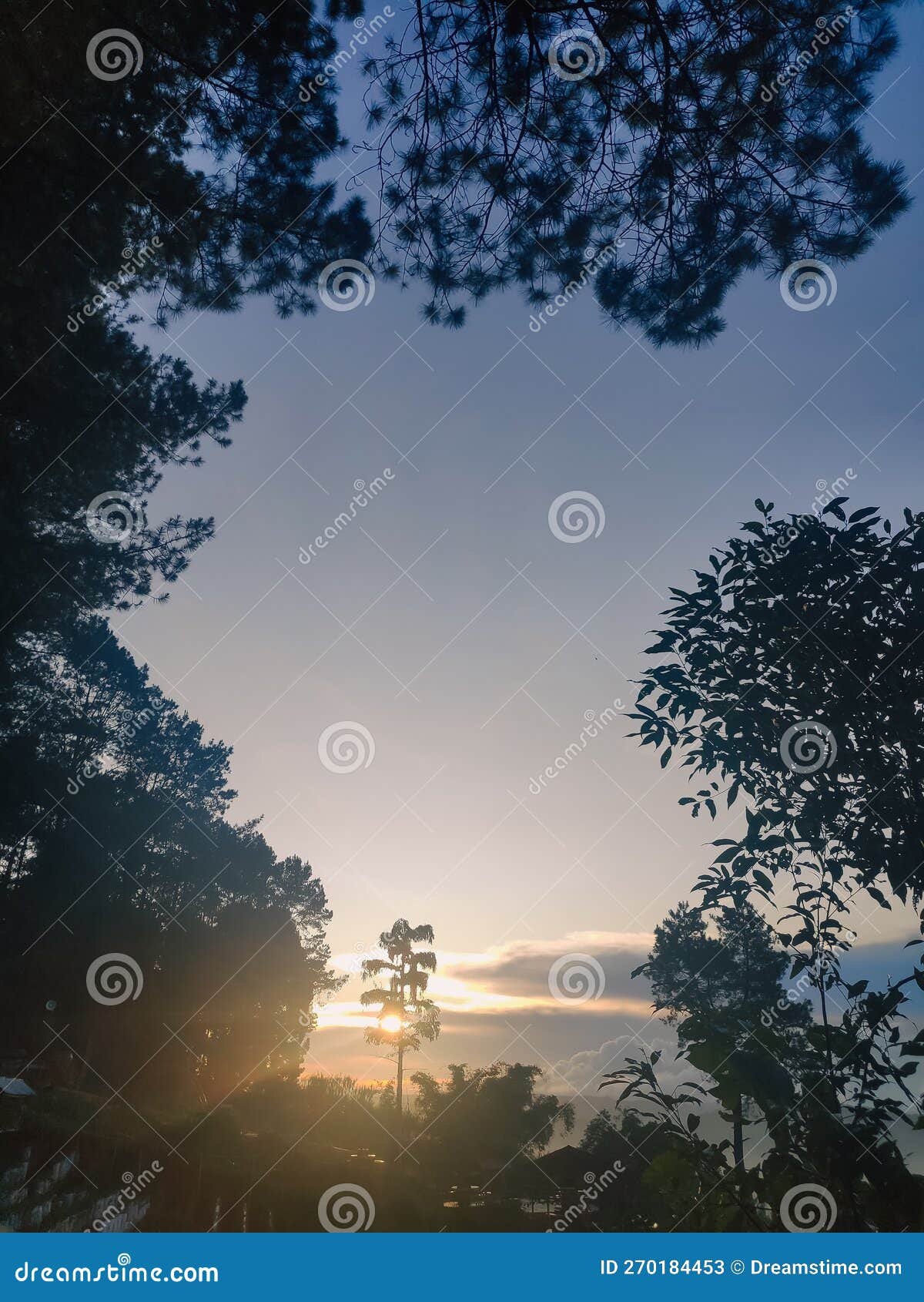 Potrait Sunset Panorama Sky Tree Stock Image - Image of sunset, potrait ...