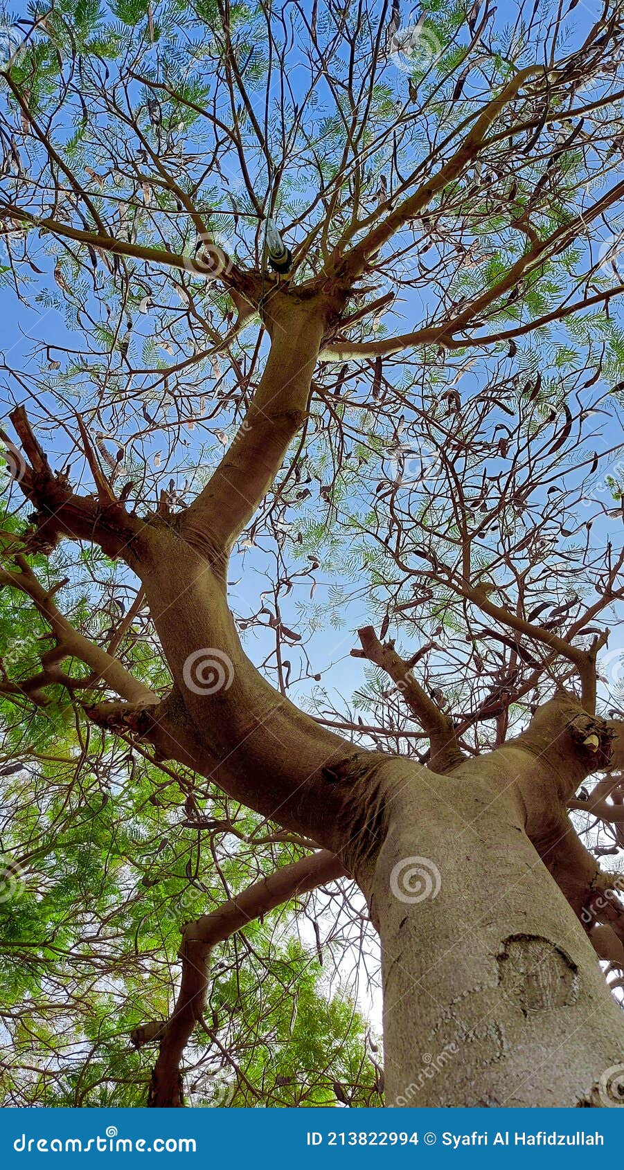 A potrait tree stock photo. Image of environnement, garden - 213822994