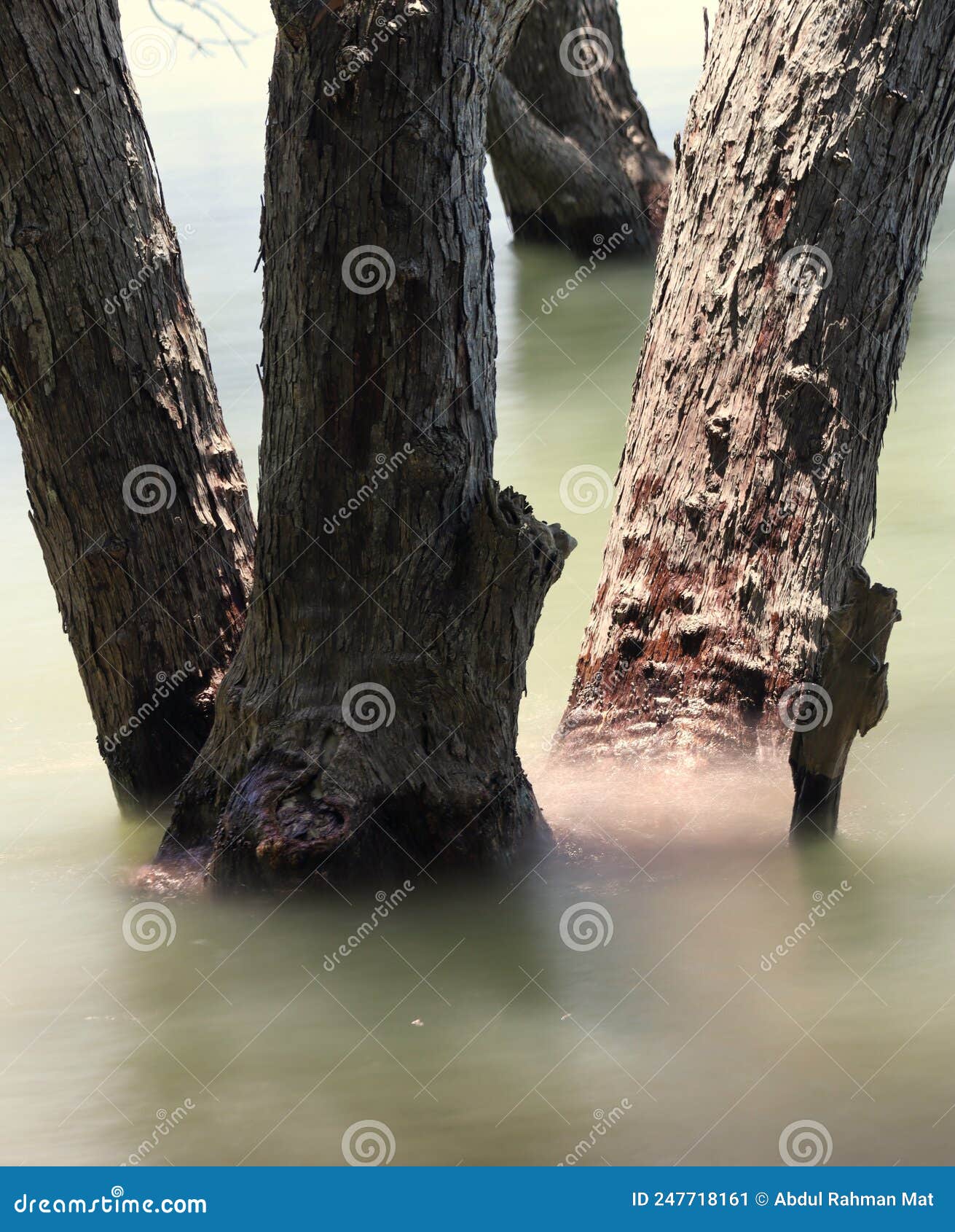 Potrait of Tree Trunk in the Water Stock Image - Image of reflection ...