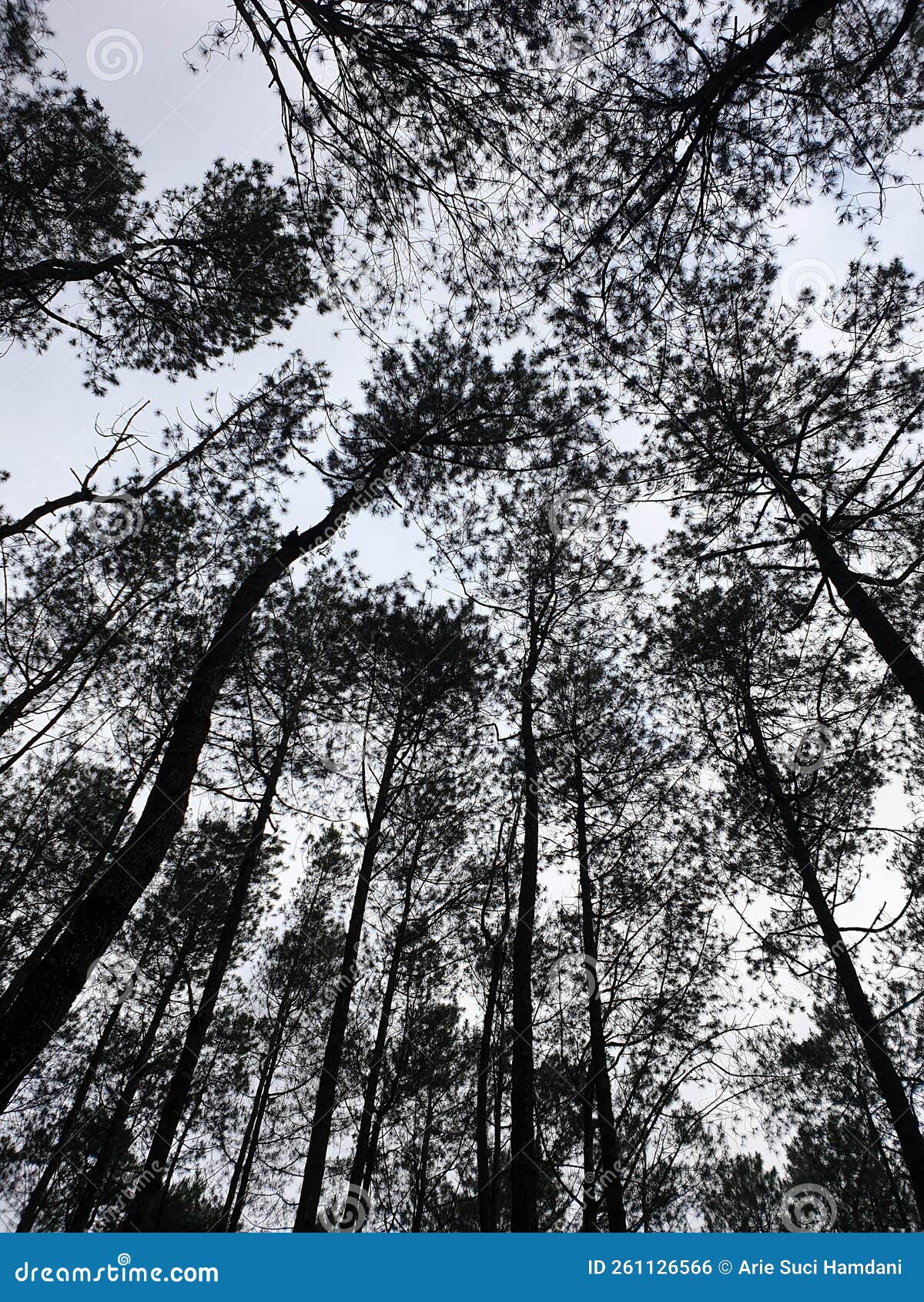 Potrait View of Pine Trees stock photo. Image of line - 261126566