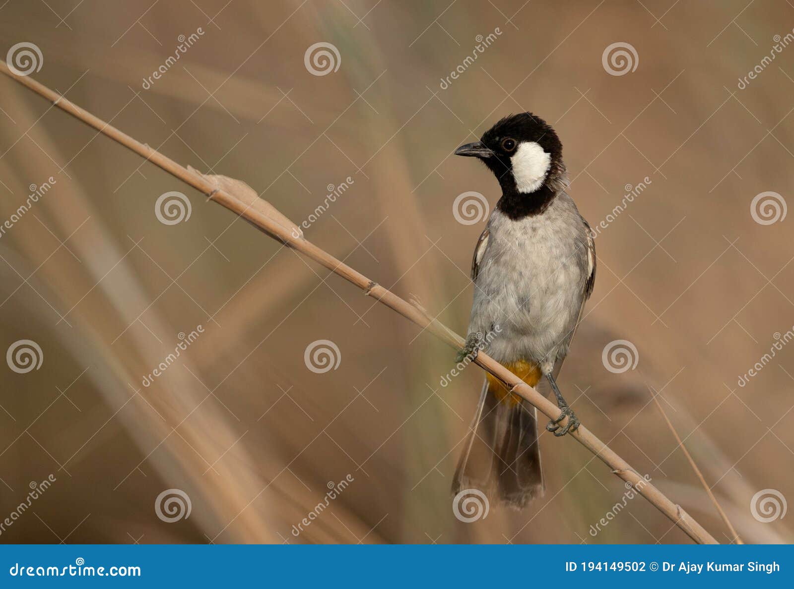 Potrait of a White-cheeked Bulbul Perched on Reed Stock Photo - Image ...