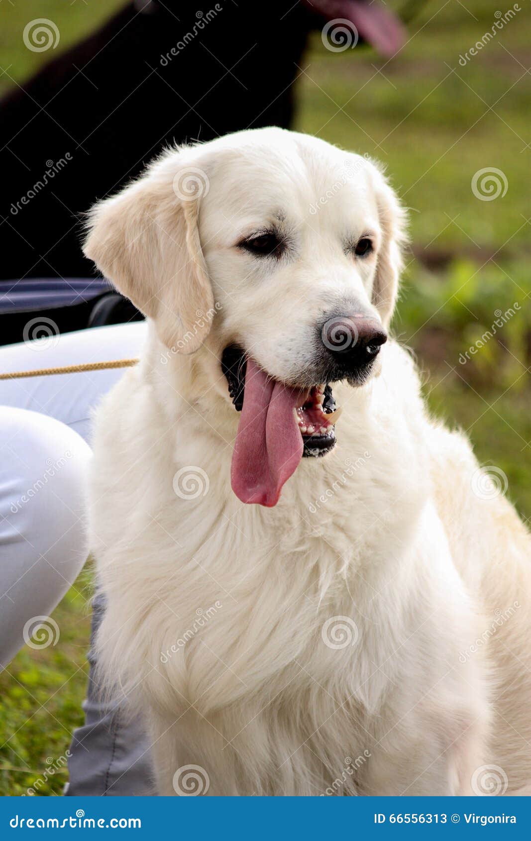 Potrait of White Labrador Retriever Stock Image - Image of pedigree ...