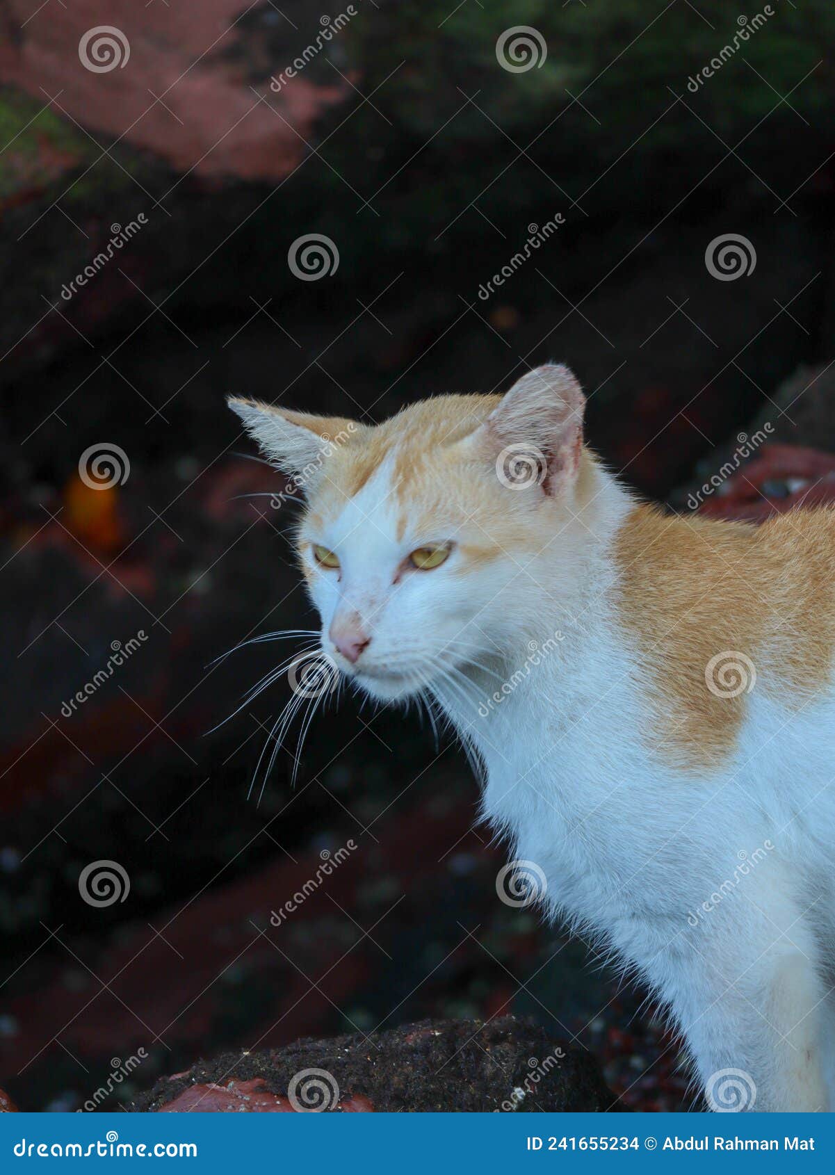 Potrait of White and Orange Stray Cat Stock Photo - Image of whiskers ...