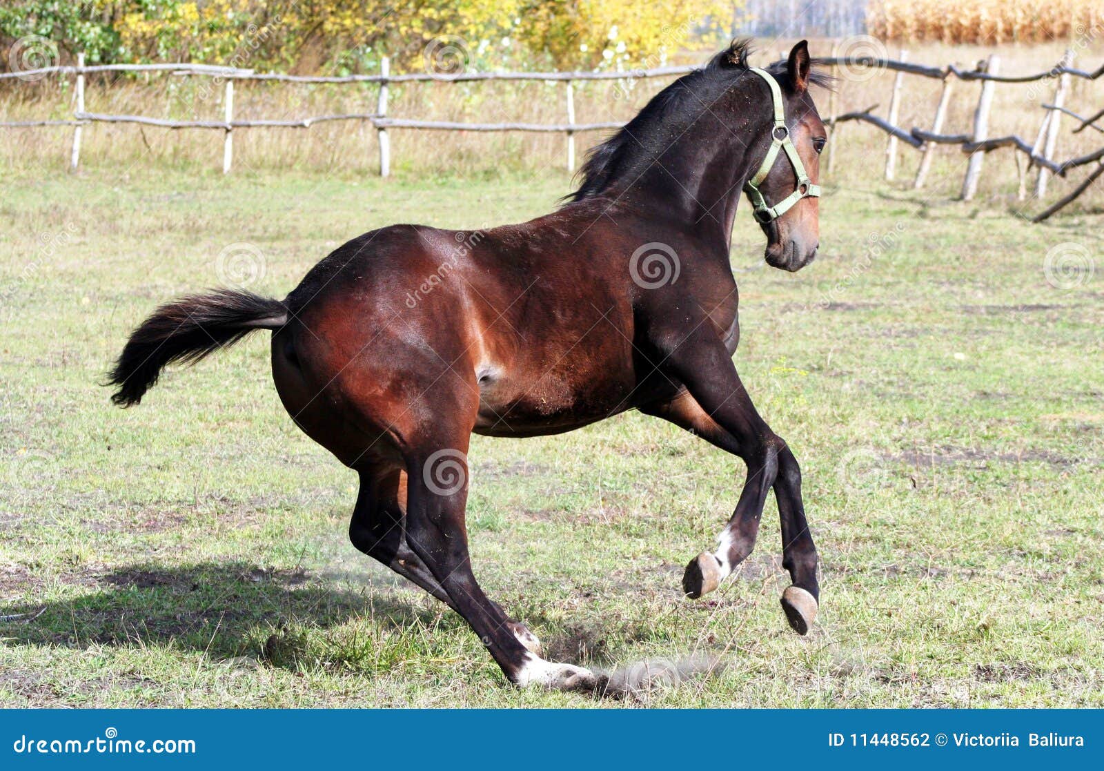 Potro foto de stock. Imagem de galope, nobre, potro, liberdade - 11448562