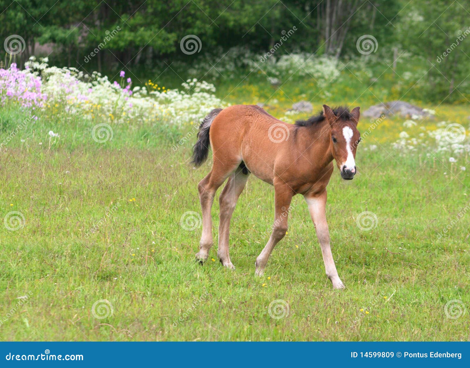 Potro imagen de archivo. Imagen de hierba, campo, bosque - 14599809