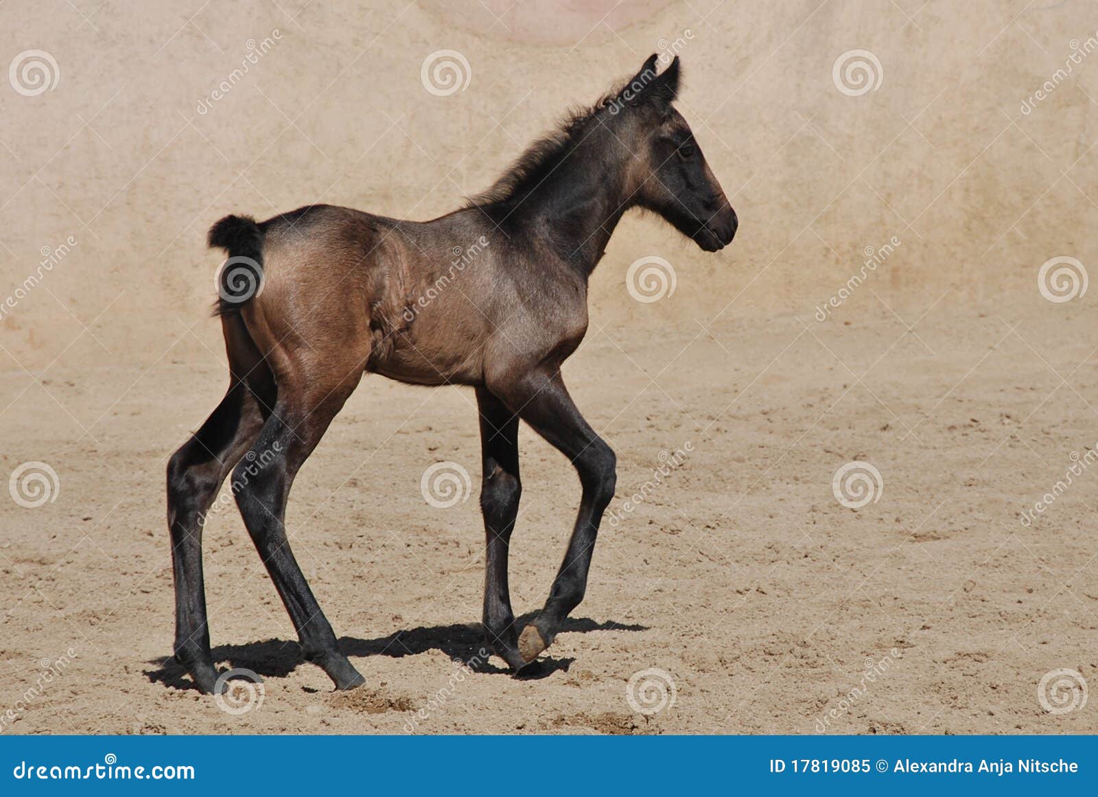 Potro imagen de archivo. Imagen de animal, primero, salir - 17819085