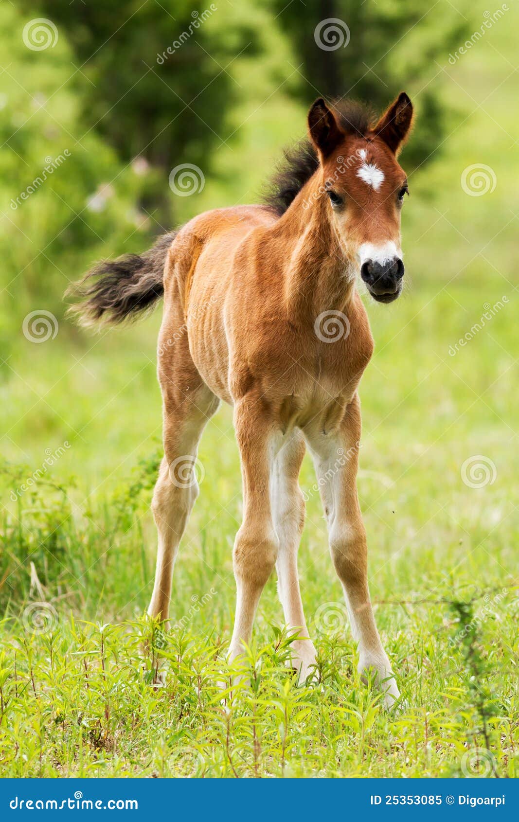 Potro imagen de archivo. Imagen de pastoreo, hierba, animal - 25353085