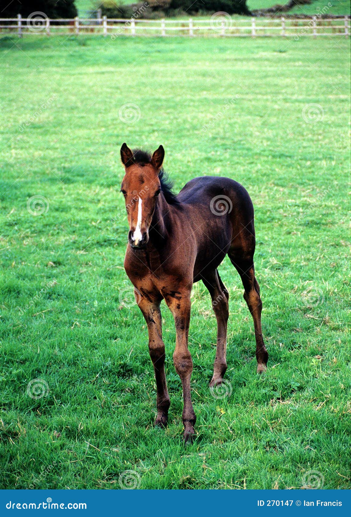 Potro. imagen de archivo. Imagen de caballo, potro, mascota - 270147