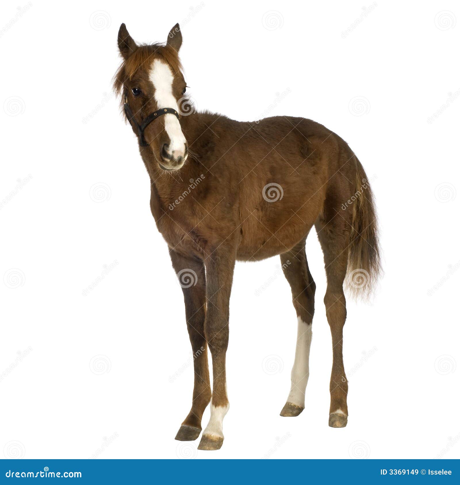 Potro (4 meses) imagen de archivo. Imagen de potro, blanco - 3369149