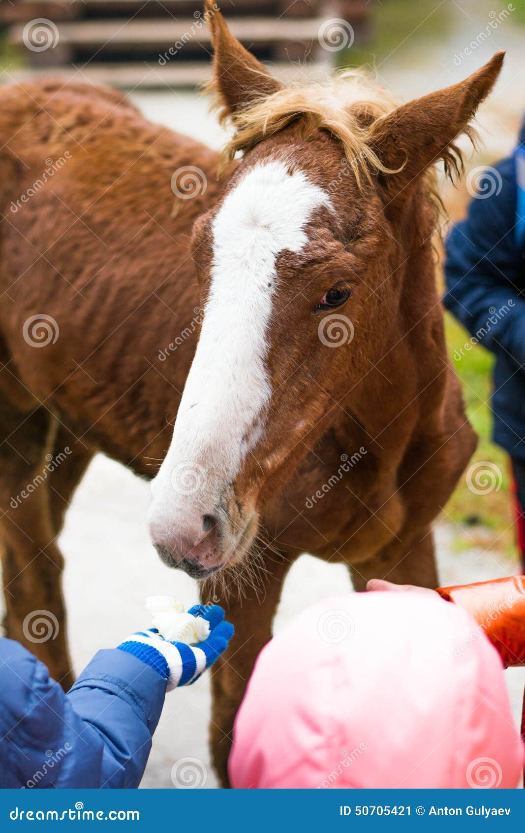 Potro imagen de archivo. Imagen de favorito, lindo, manos - 50705421