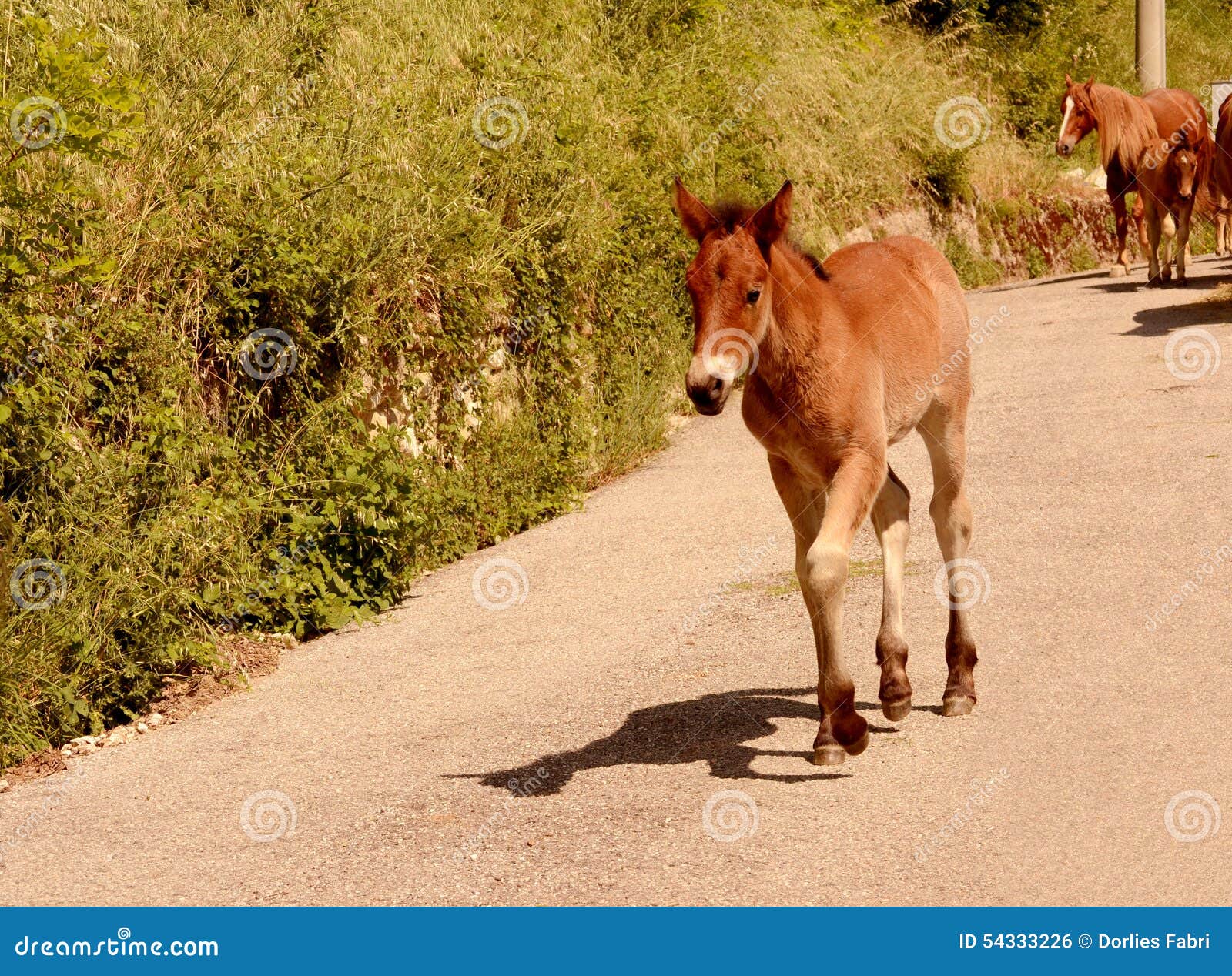 Potro foto de stock. Imagem de cavalo, marrom, pequeno - 54333226