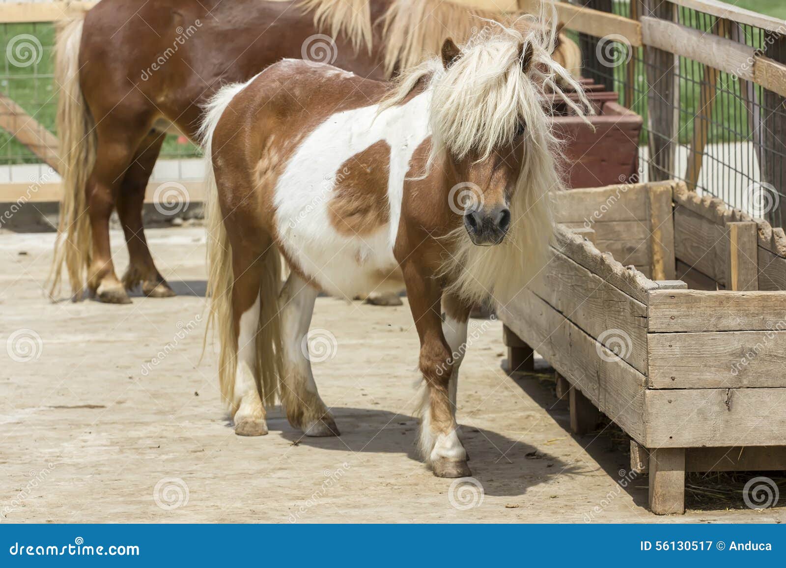 Potro imagen de archivo. Imagen de nuevo, estable, retrato - 56130517