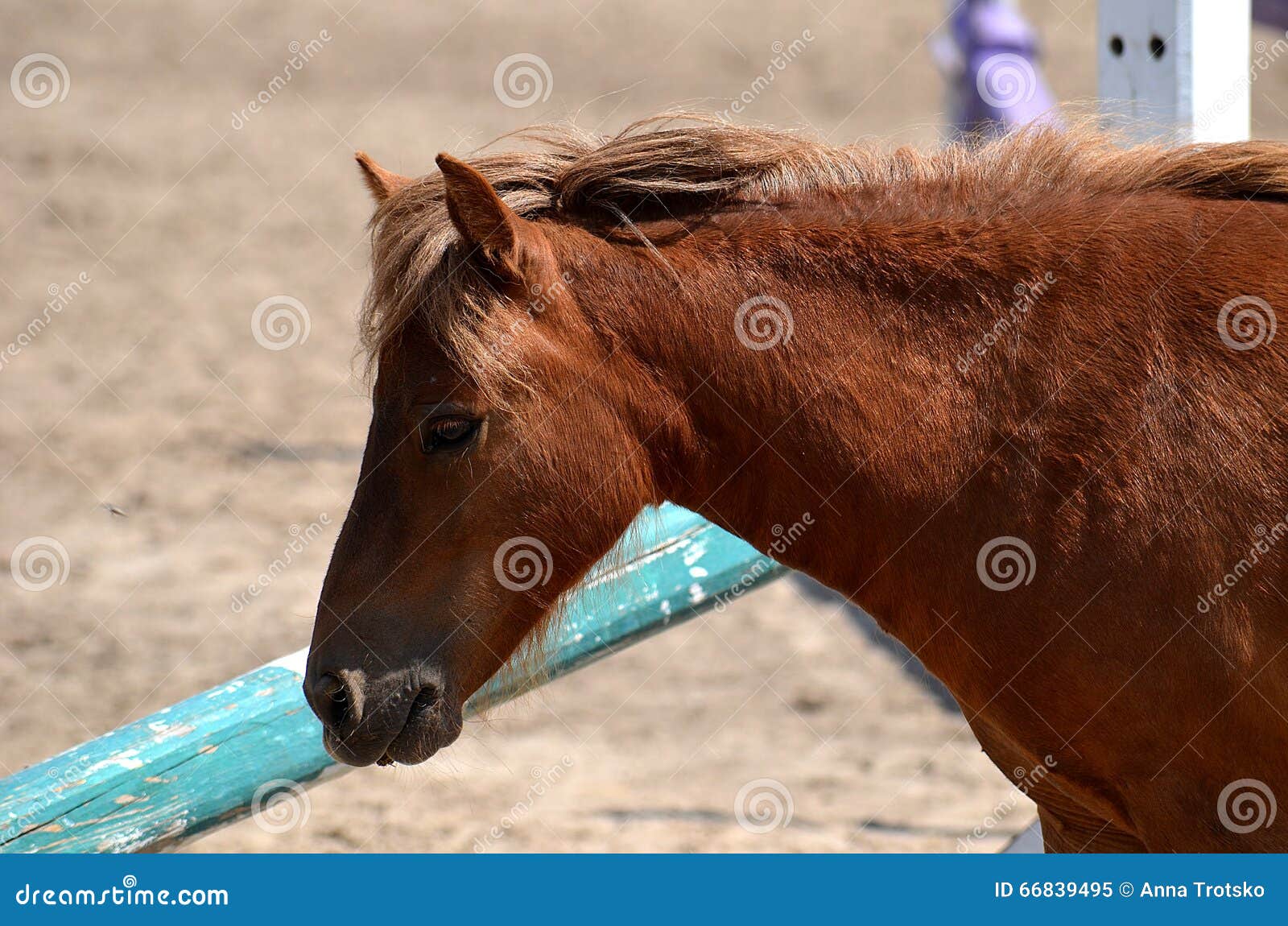 Potro imagen de archivo. Imagen de melena, equino, animales - 66839495