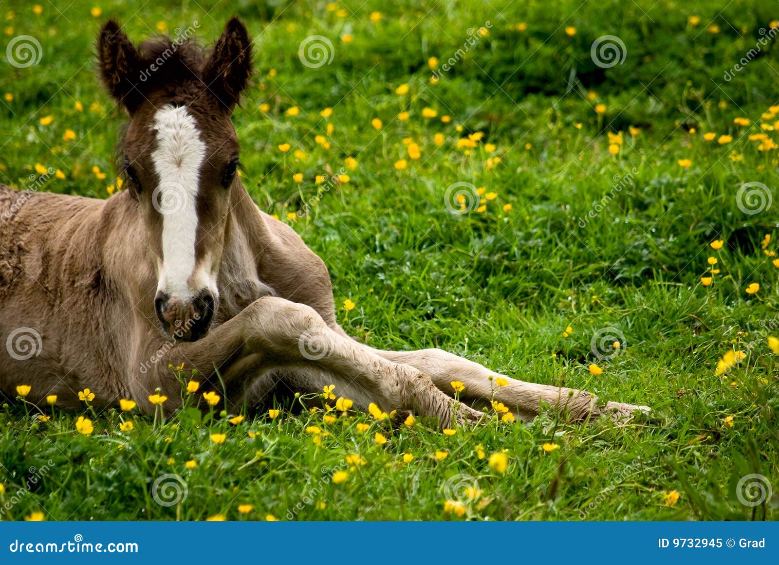 Potro imagen de archivo. Imagen de nuevo, cubo, potro - 9732945