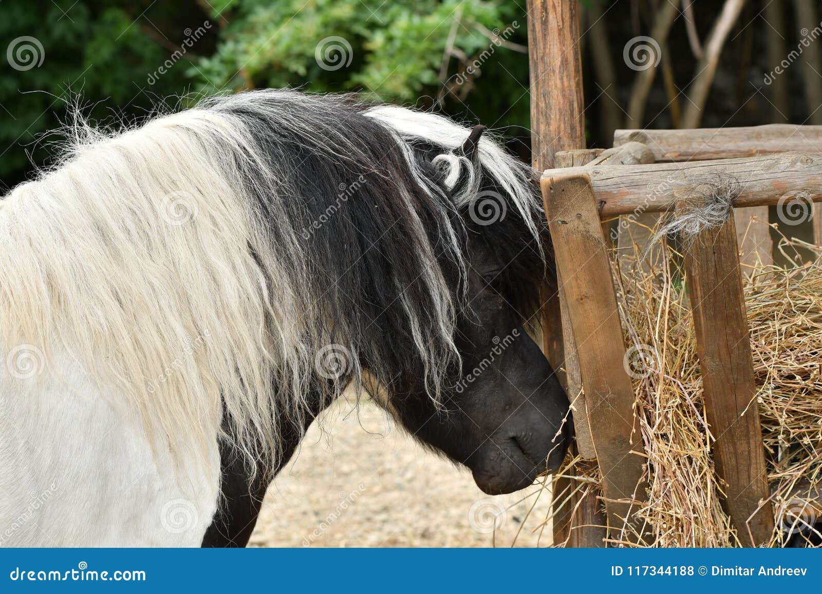 Potro blanco y negro foto de archivo. Imagen de mini - 117344188