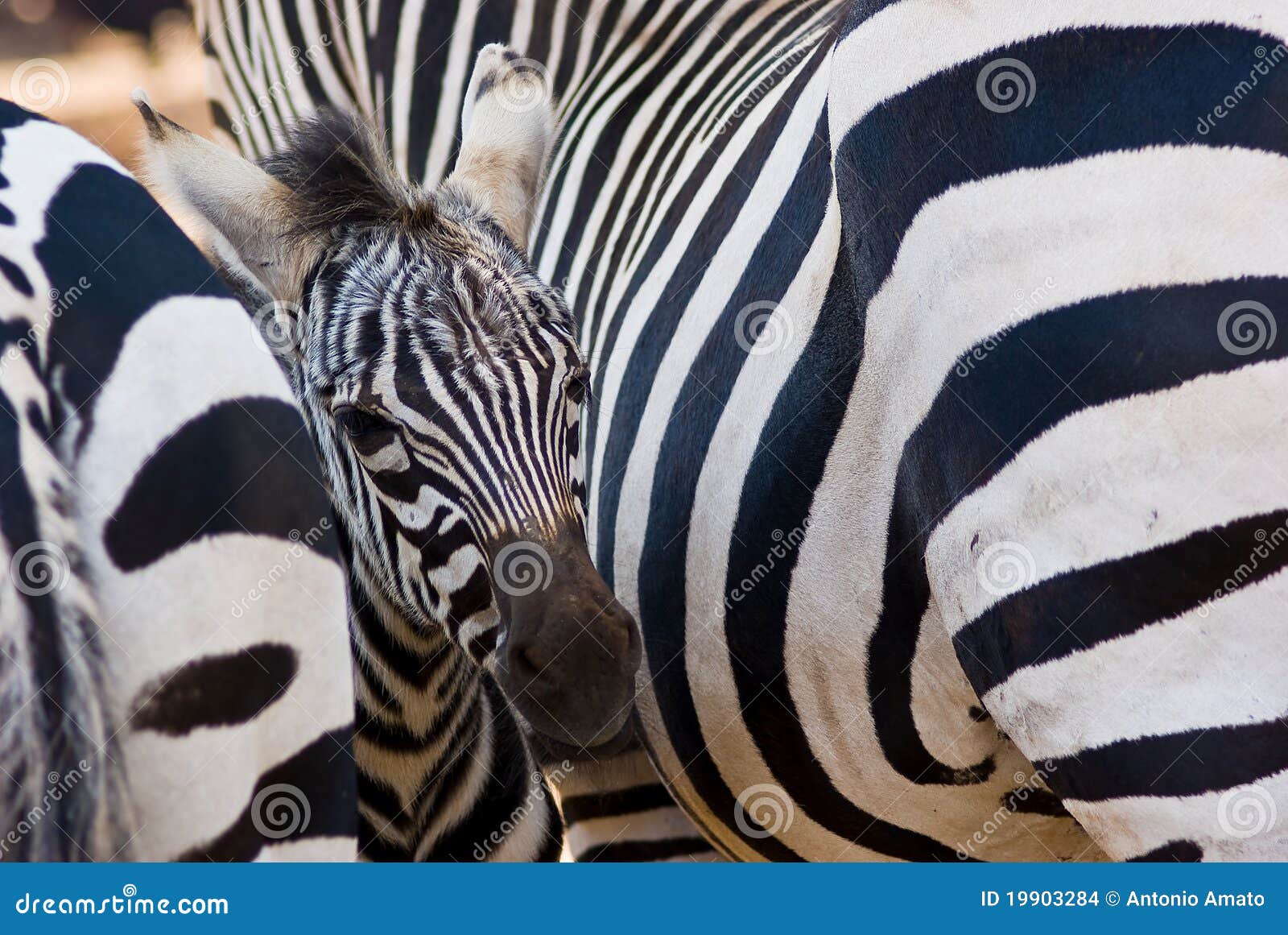 Potro da zebra foto de stock. Imagem de pouco, longo - 19903284
