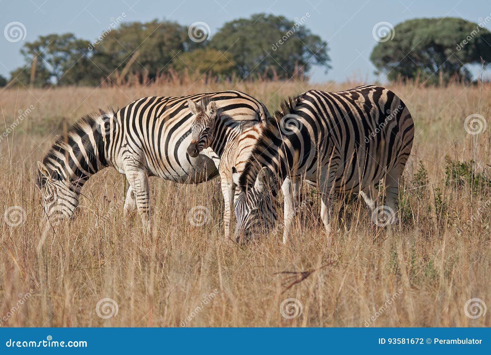 POTRO DA ZEBRA ENTRE ADULTOS Foto de Stock - Imagem de fundo, exterior ...