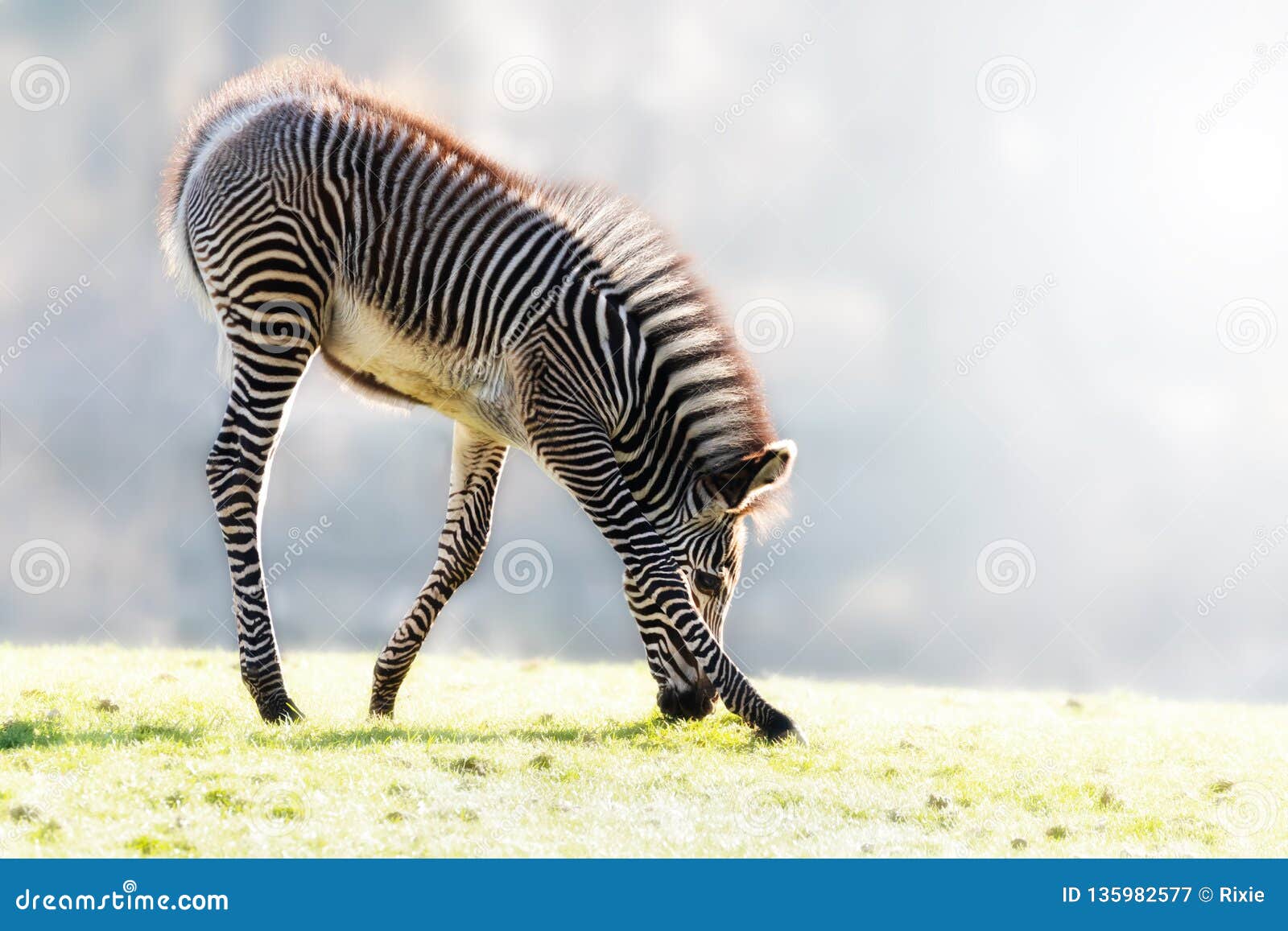 Potro Da Zebra Na Luz Solar Do Amanhecer Imagem de Stock - Imagem de ...