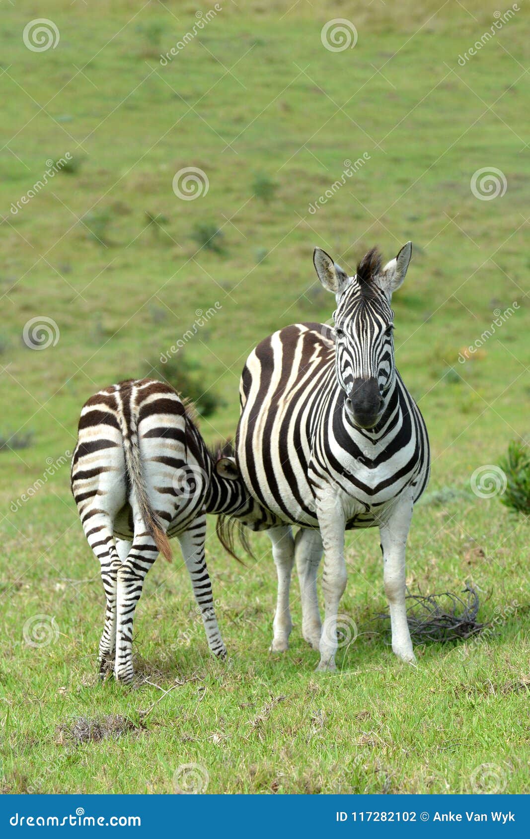 Potro Da Zebra Que Alimenta No Selvagem Foto de Stock - Imagem de cara ...