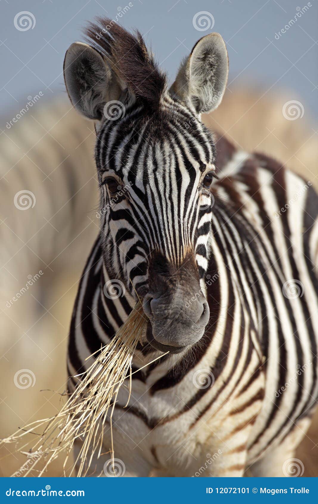 Potro Da Zebra Que Come a Grama Imagem de Stock - Imagem de animais ...