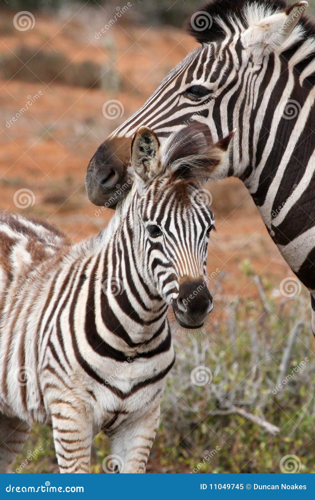 Potro de la cebra imagen de archivo. Imagen de fauna - 11049745
