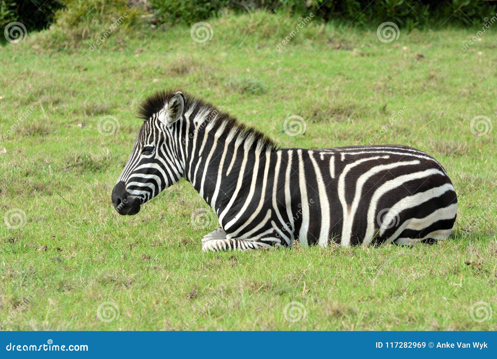 Potro De La Cebra Que Descansa En El Salvaje Imagen de archivo - Imagen ...