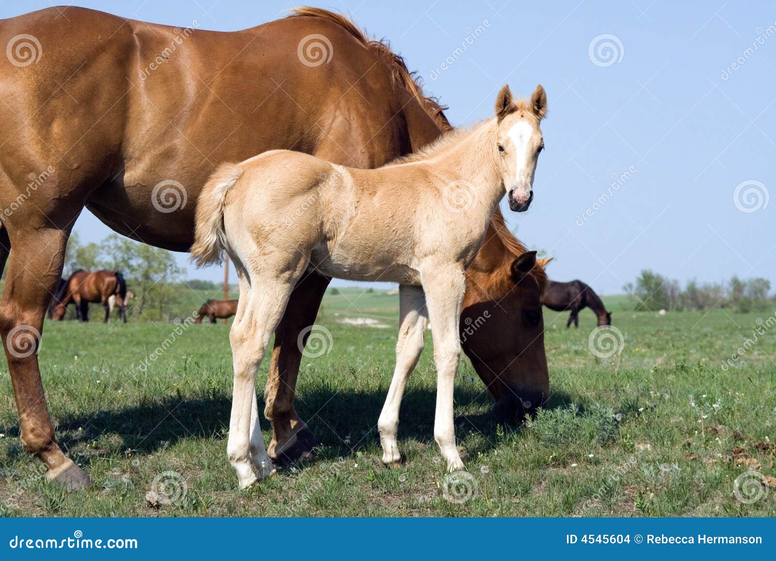 Potro del caballo cuarto foto de archivo. Imagen de animal - 4545604