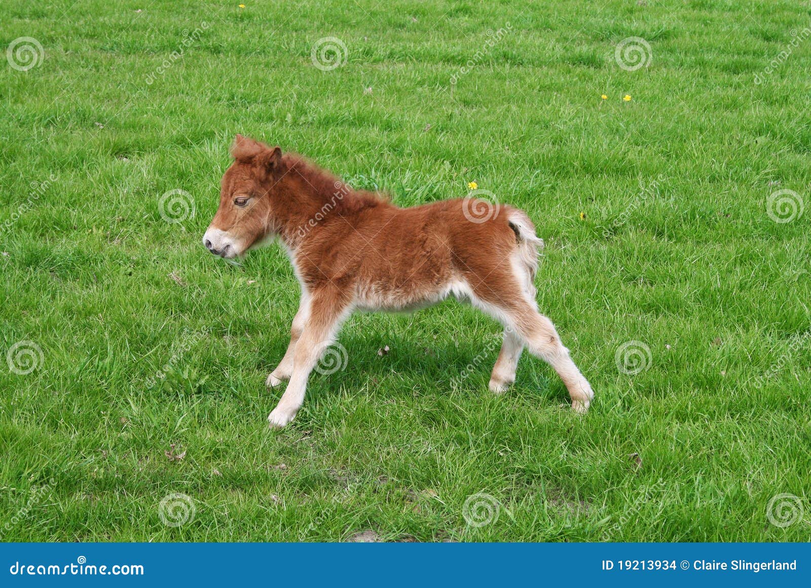 Potro del potro foto de archivo. Imagen de rural, granja - 19213934