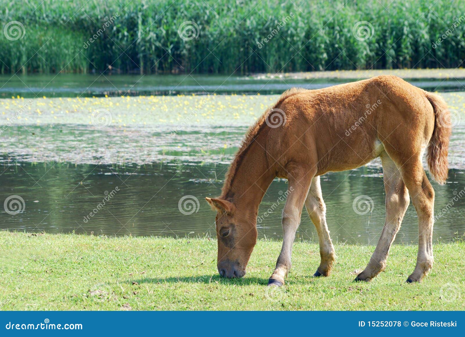 Potro do cavalo de Brown foto de stock. Imagem de campo - 15252078