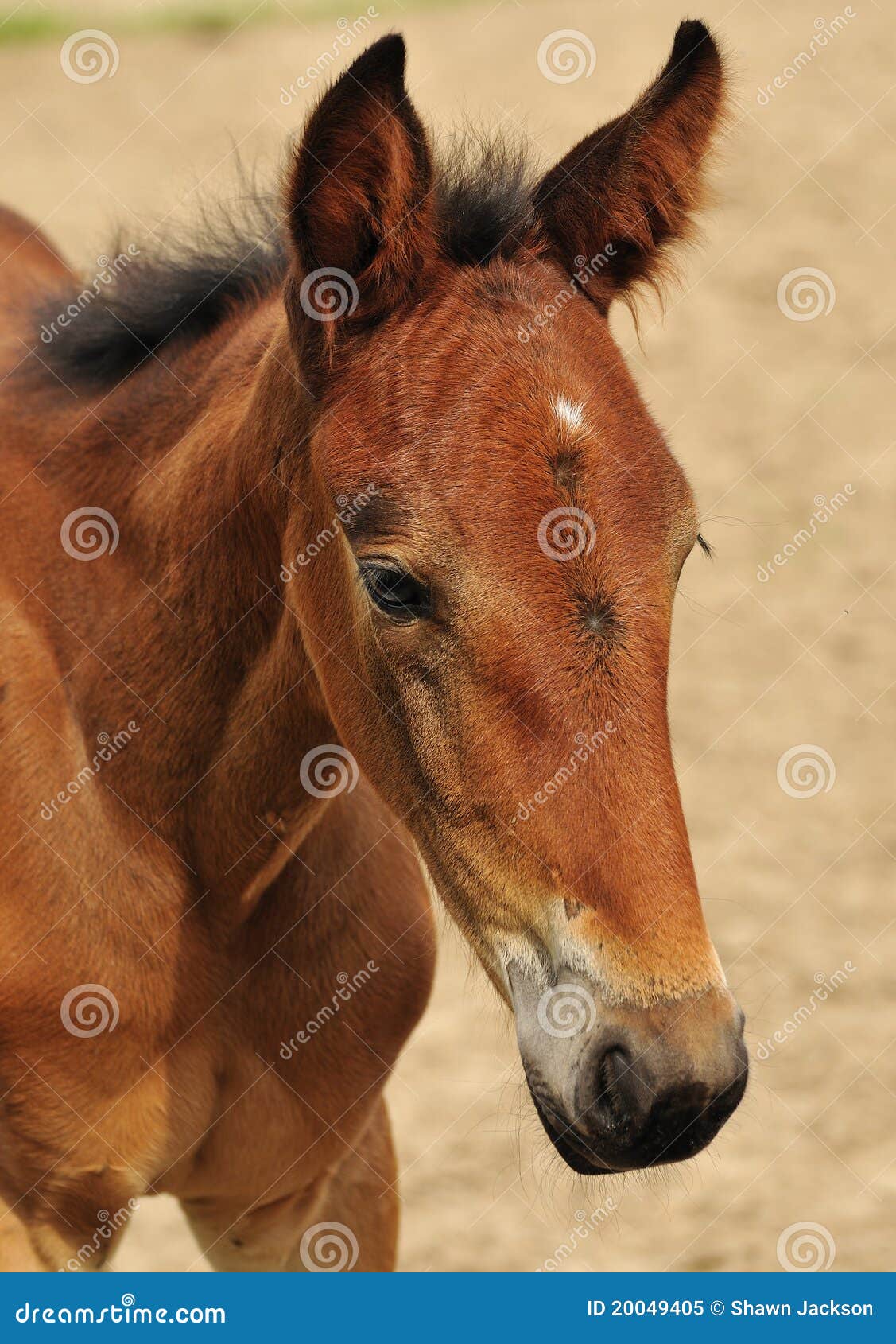 Potro do cavalo de Brown imagem de stock. Imagem de estares - 20049405
