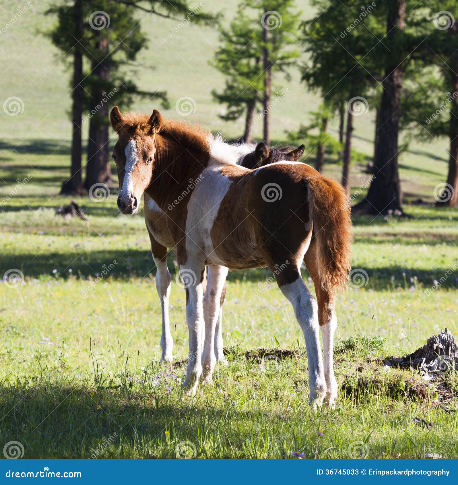 Potro Do Cavalo Do Mongolian Imagem de Stock - Imagem de pintura, bebê ...