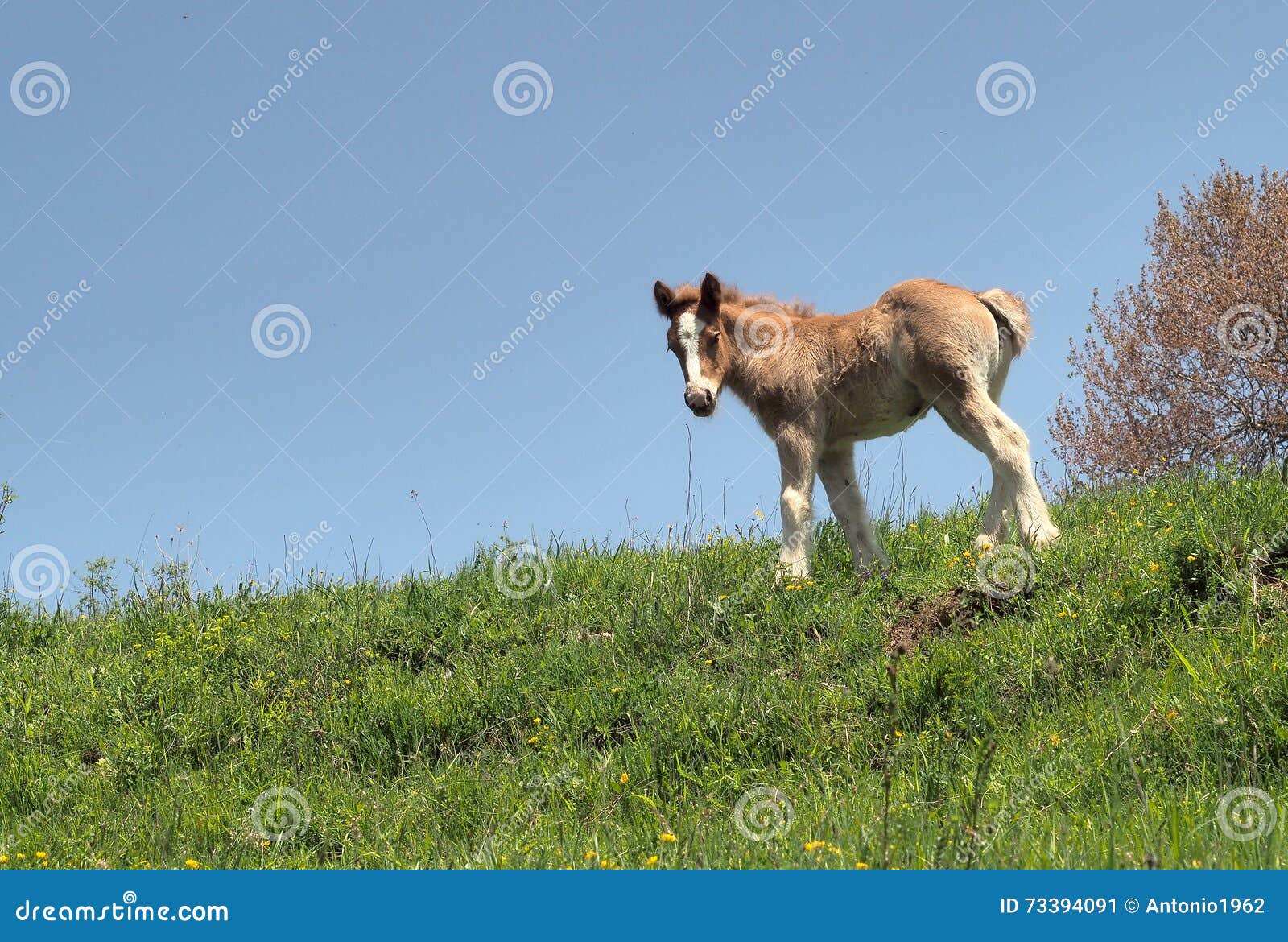 POTRO DO CAVALO NA MONTANHA Imagem de Stock - Imagem de cavalos, campo ...