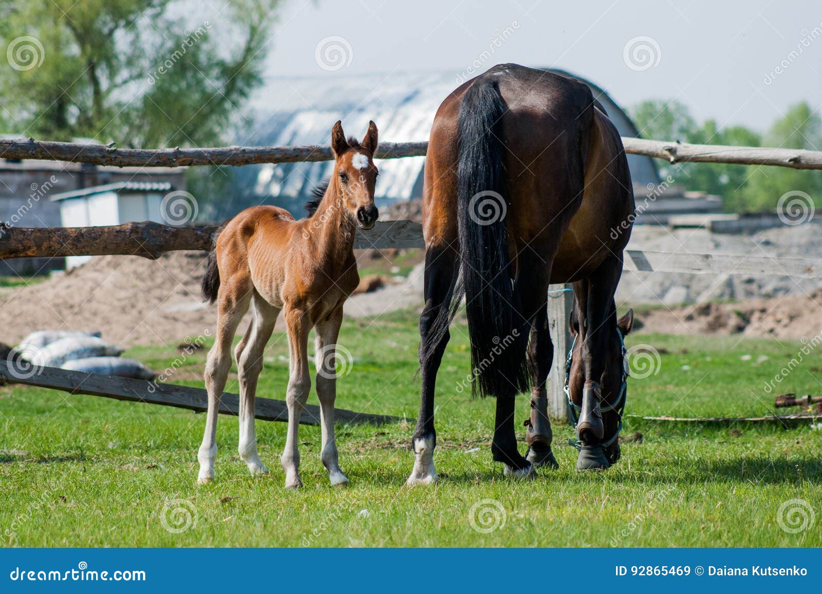 Potro Do Cavalo Que Anda Em Um Prado Imagem de Stock - Imagem de perno ...