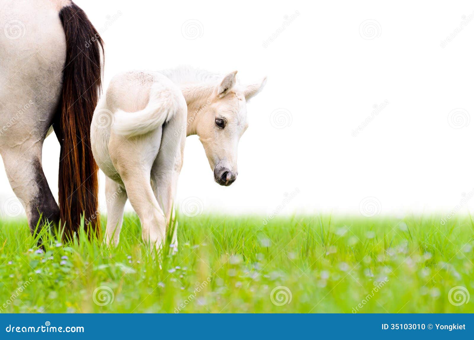 Potro Do Cavalo Que Olha Isolado No Branco Foto de Stock - Imagem de ...