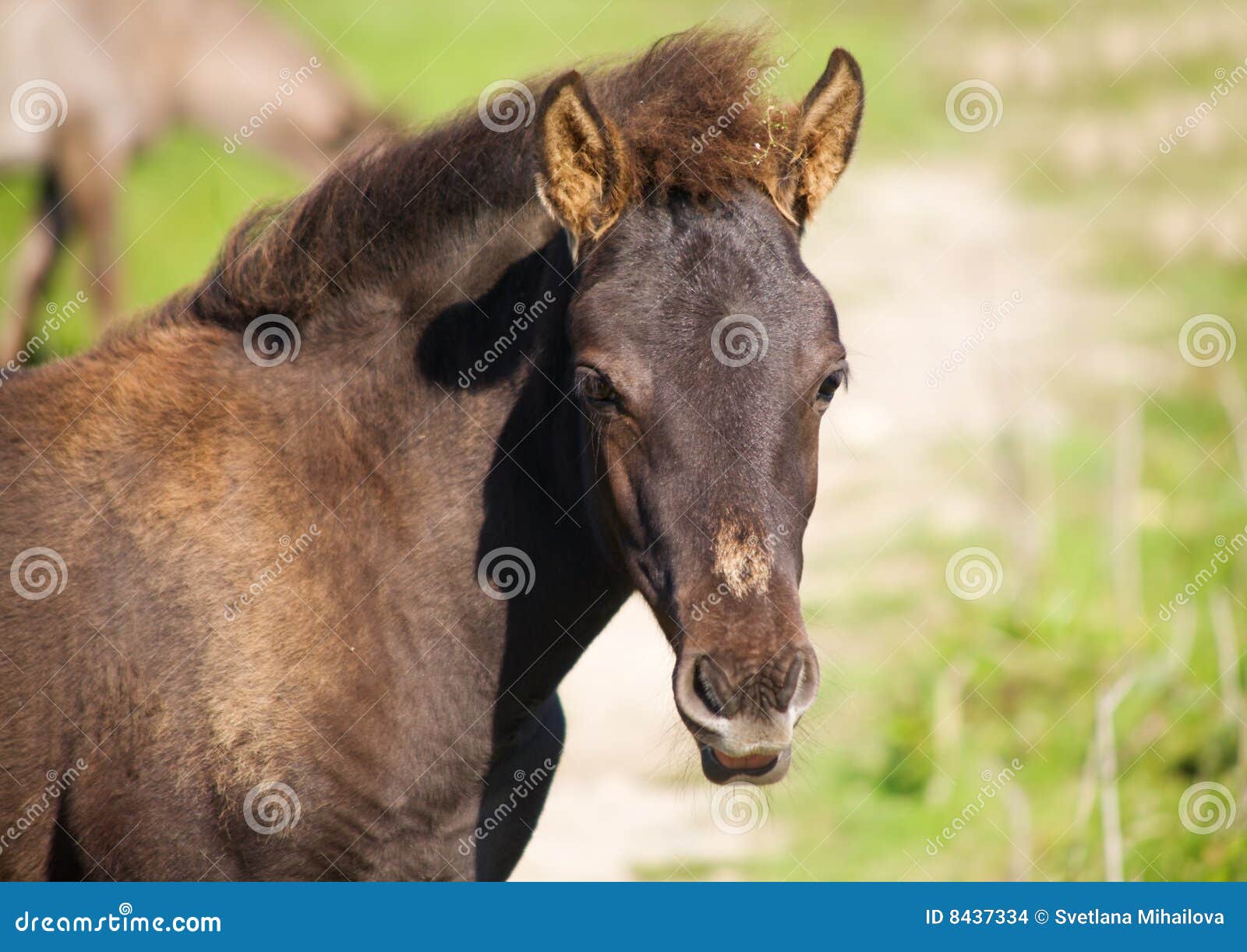 Potro Do Cavalo Selvagem (tarpan) Foto de Stock - Imagem de naughty ...