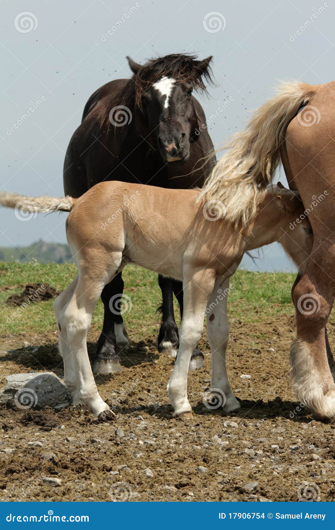 Potro e cavalo foto de stock. Imagem de animal, europa - 17906754
