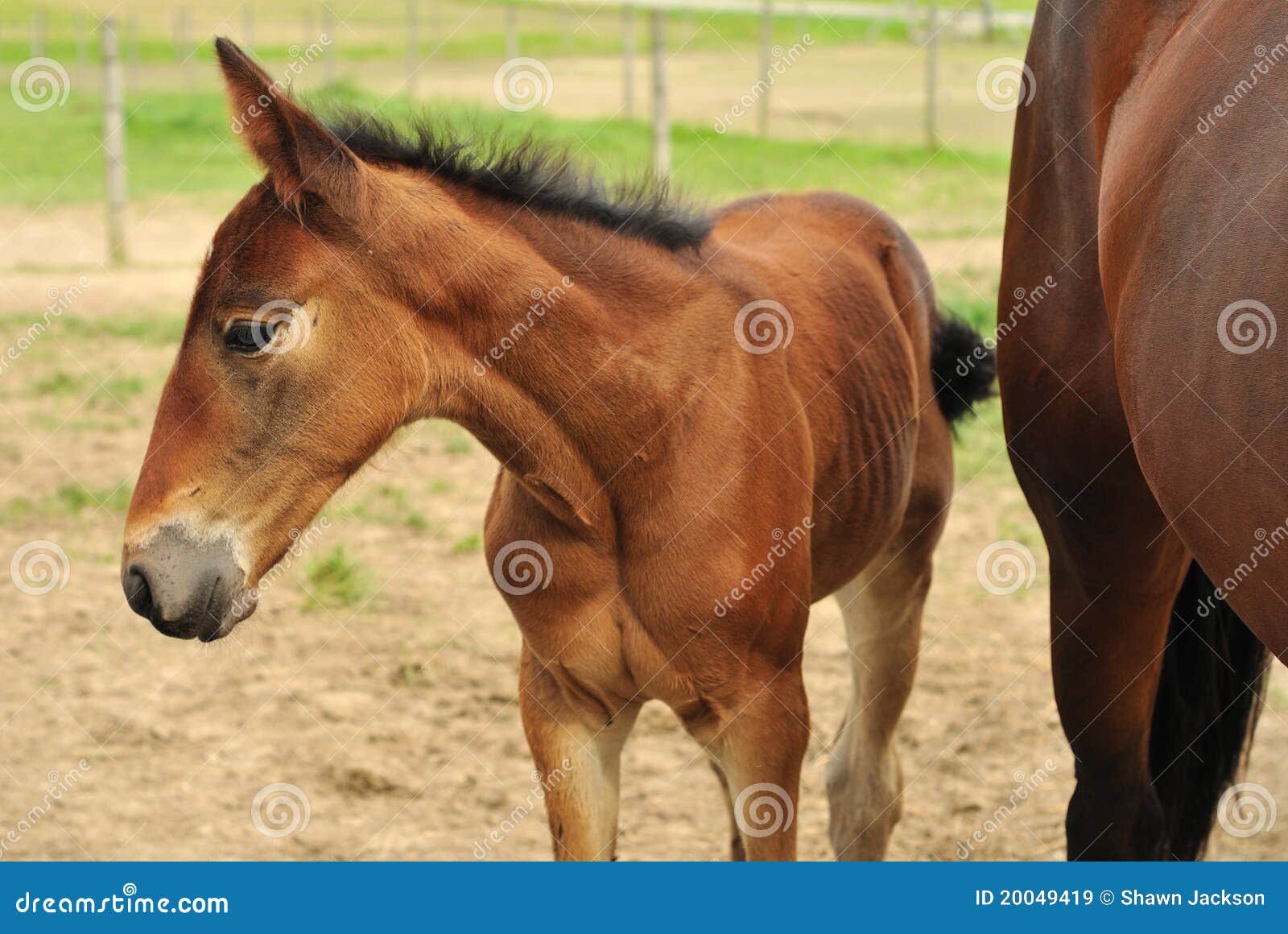Potro e cavalo imagem de stock. Imagem de corpo, cavalo - 20049419