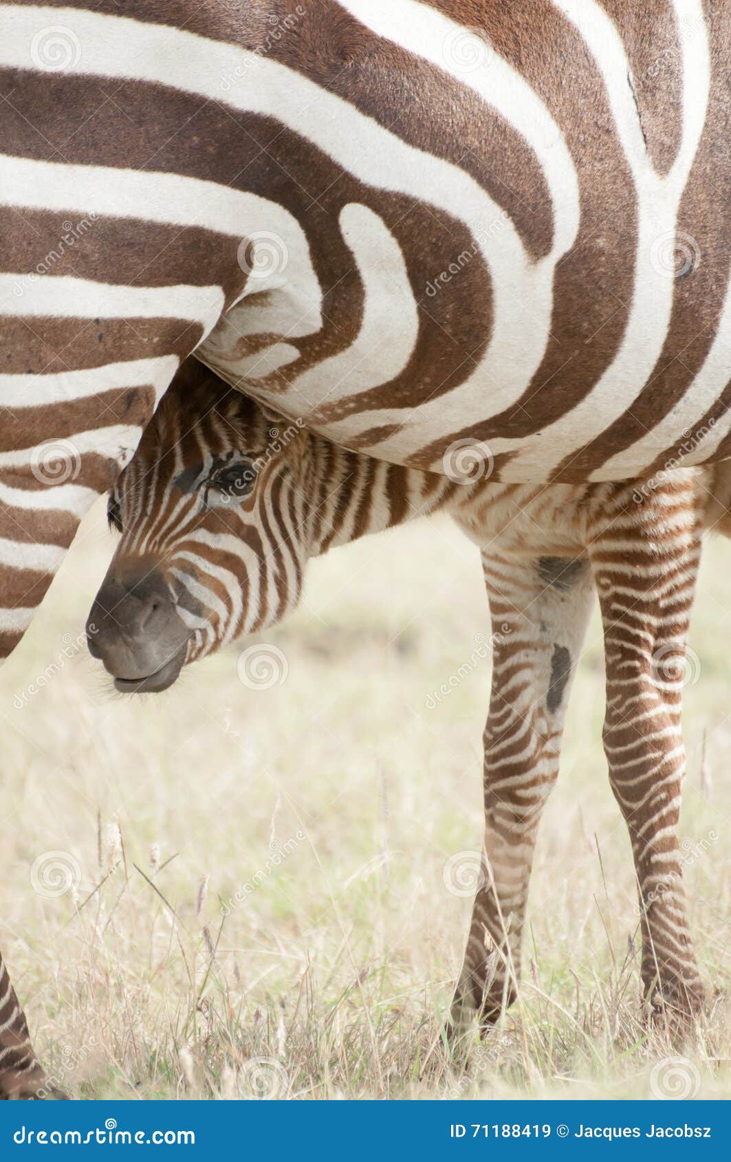 Potro e matriz da zebra imagem de stock. Imagem de cavalo - 71188419
