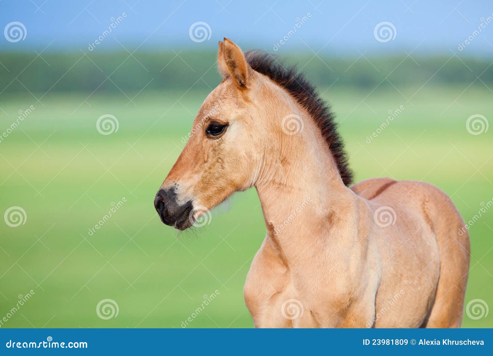 Potro en campo imagen de archivo. Imagen de activo, melena - 23981809