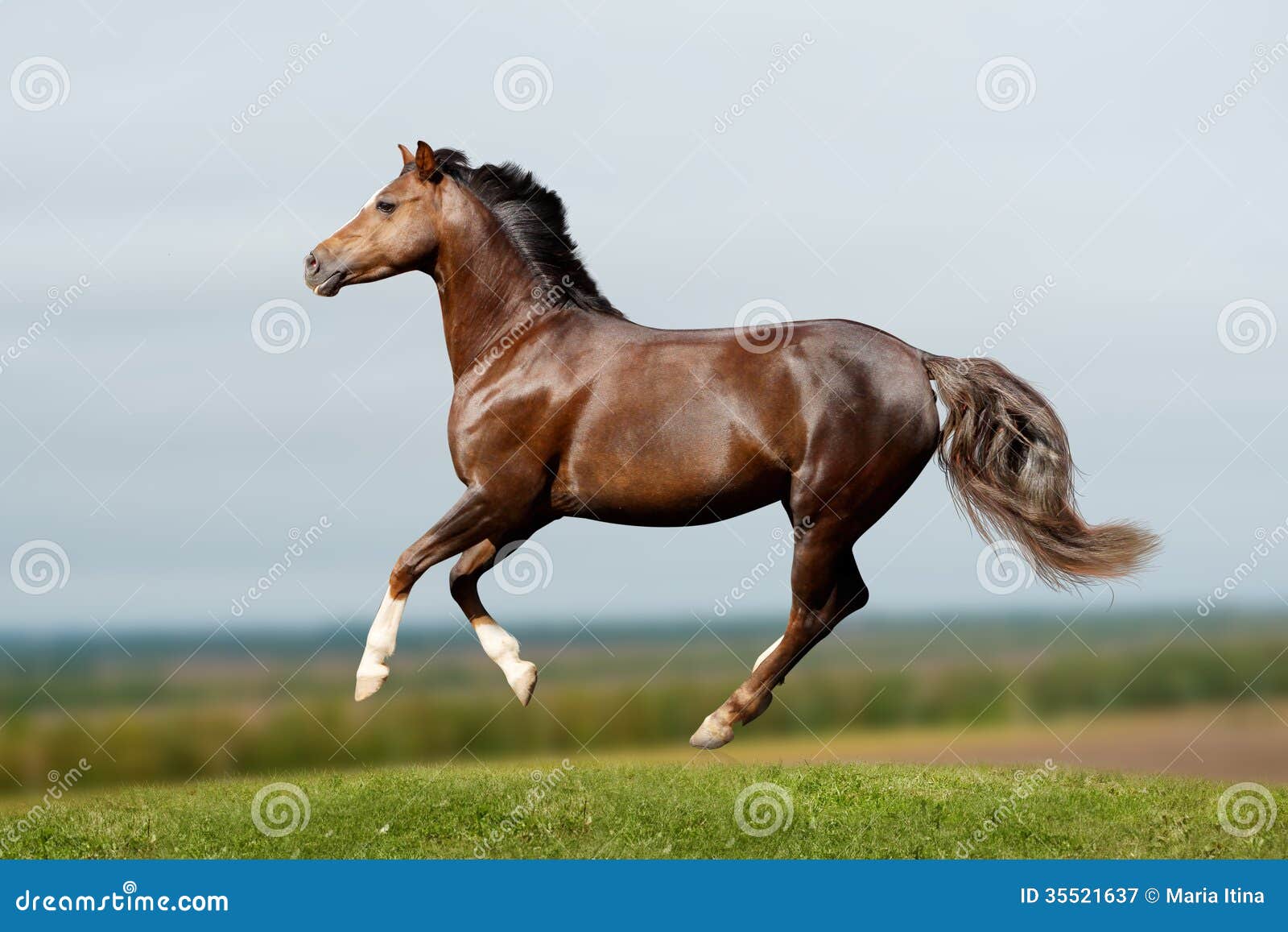Potro en campo imagen de archivo. Imagen de movimiento - 35521637