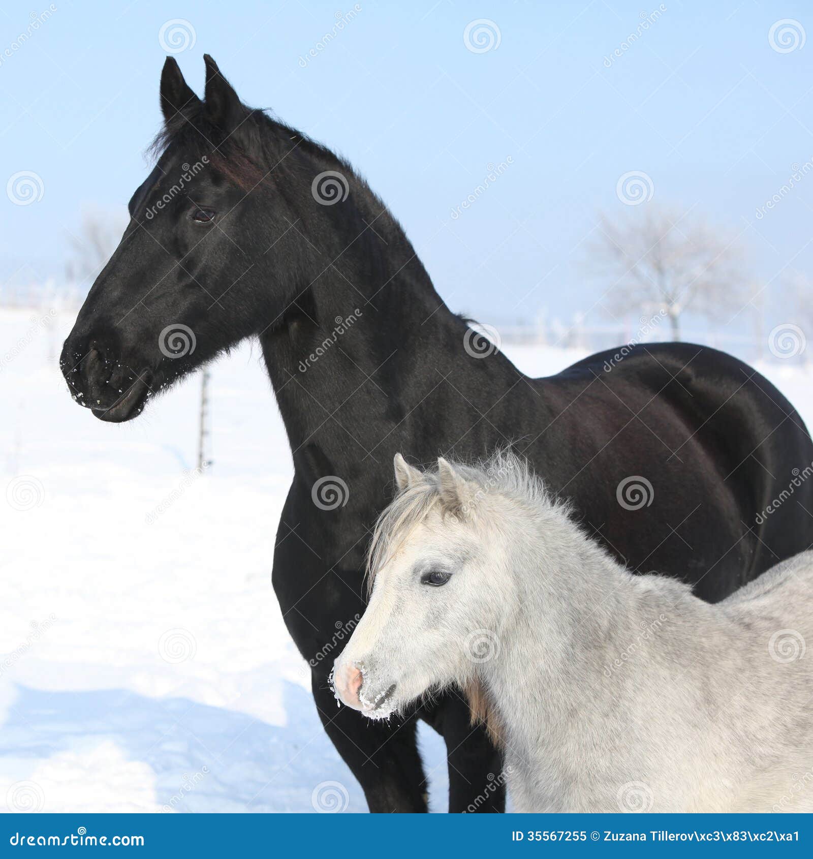 Potro Gris Con El Caballo Frisio Negro Imagen de archivo - Imagen de ...