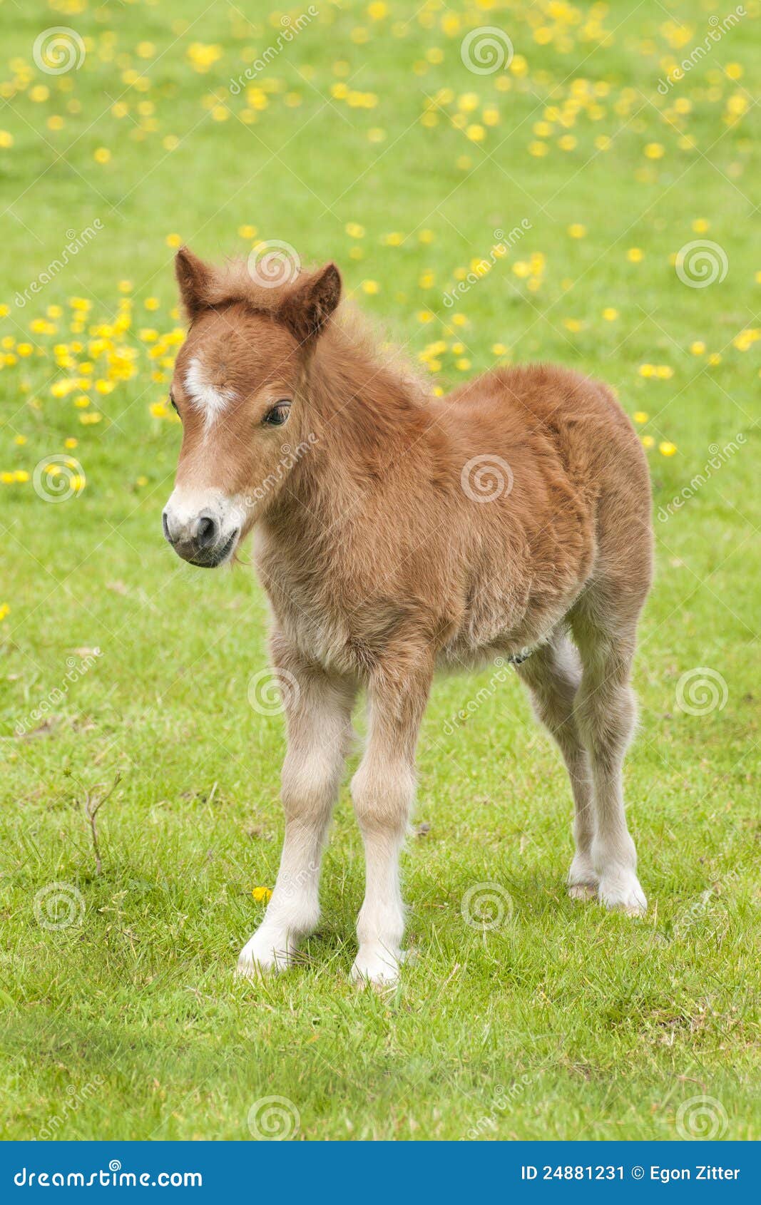 Potro Joven Del Caballo Del Semental Imagen de archivo - Imagen de ...