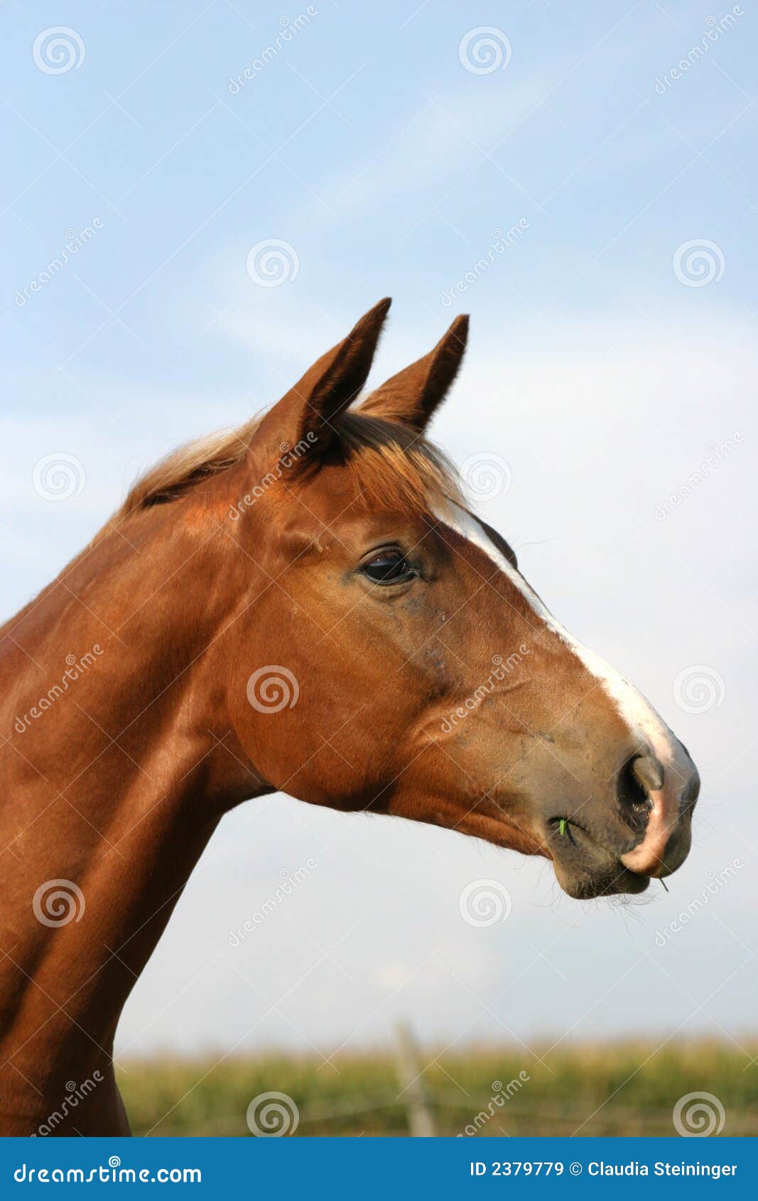 Potro lindo imagen de archivo. Imagen de retrato, potro - 2379779