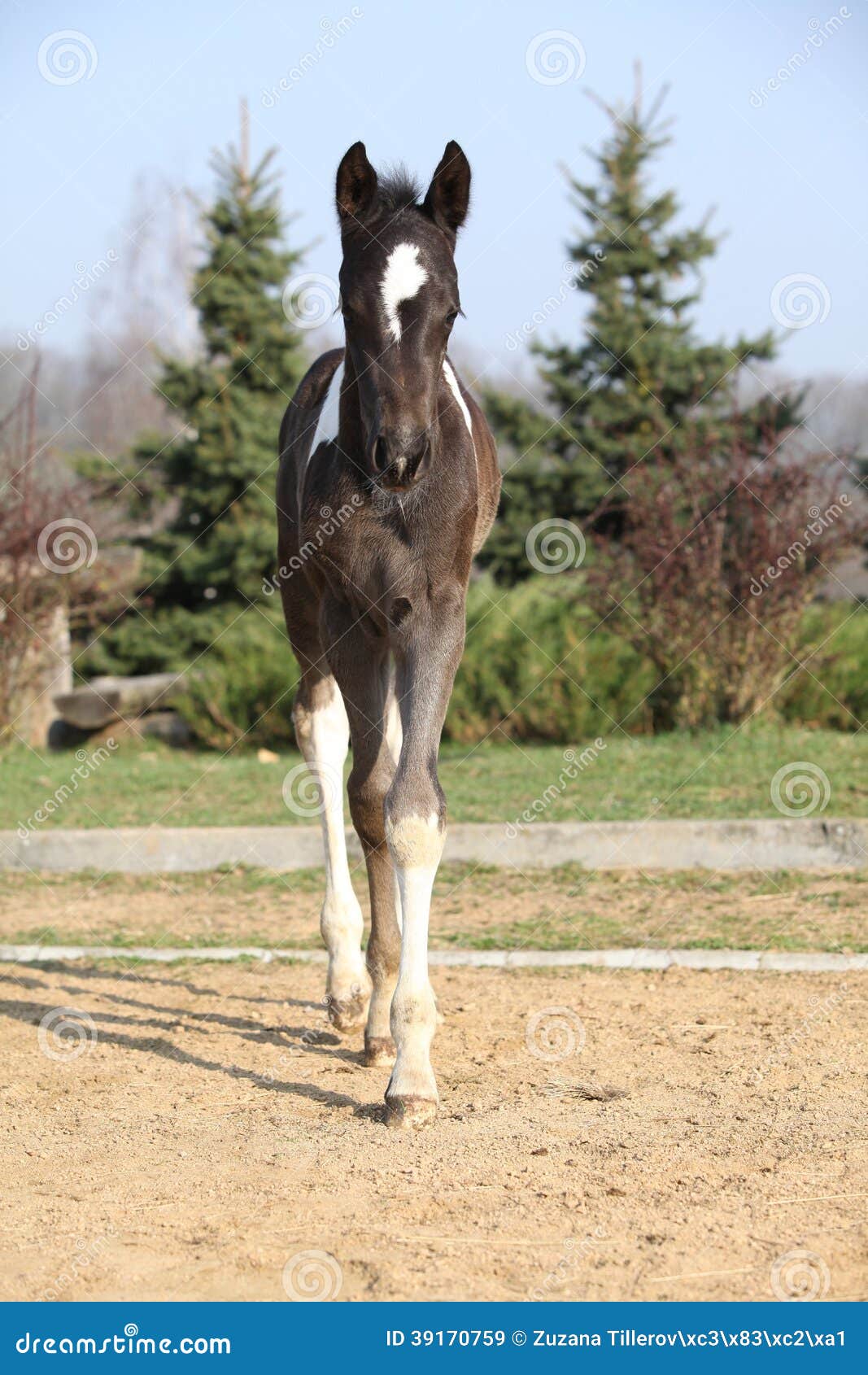 Potro Malhado Que Corre Em Exterior Imagem de Stock - Imagem de junto ...