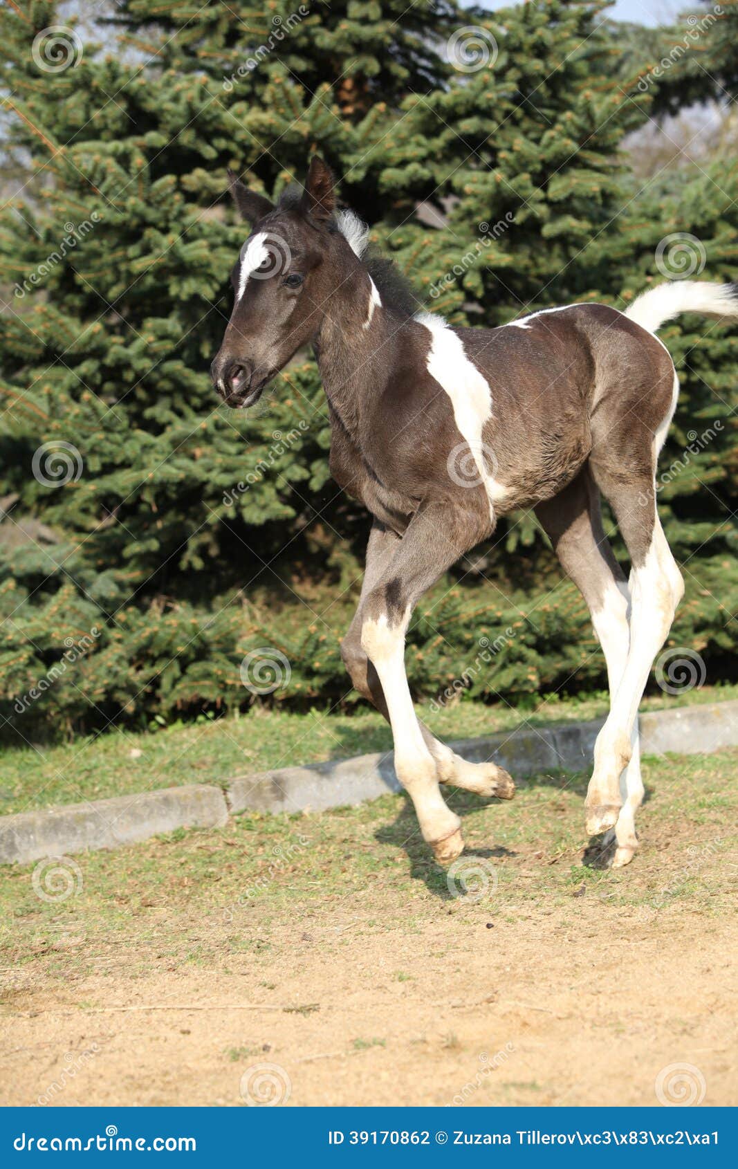 Potro Malhado Que Corre Em Exterior Foto de Stock - Imagem de galope ...