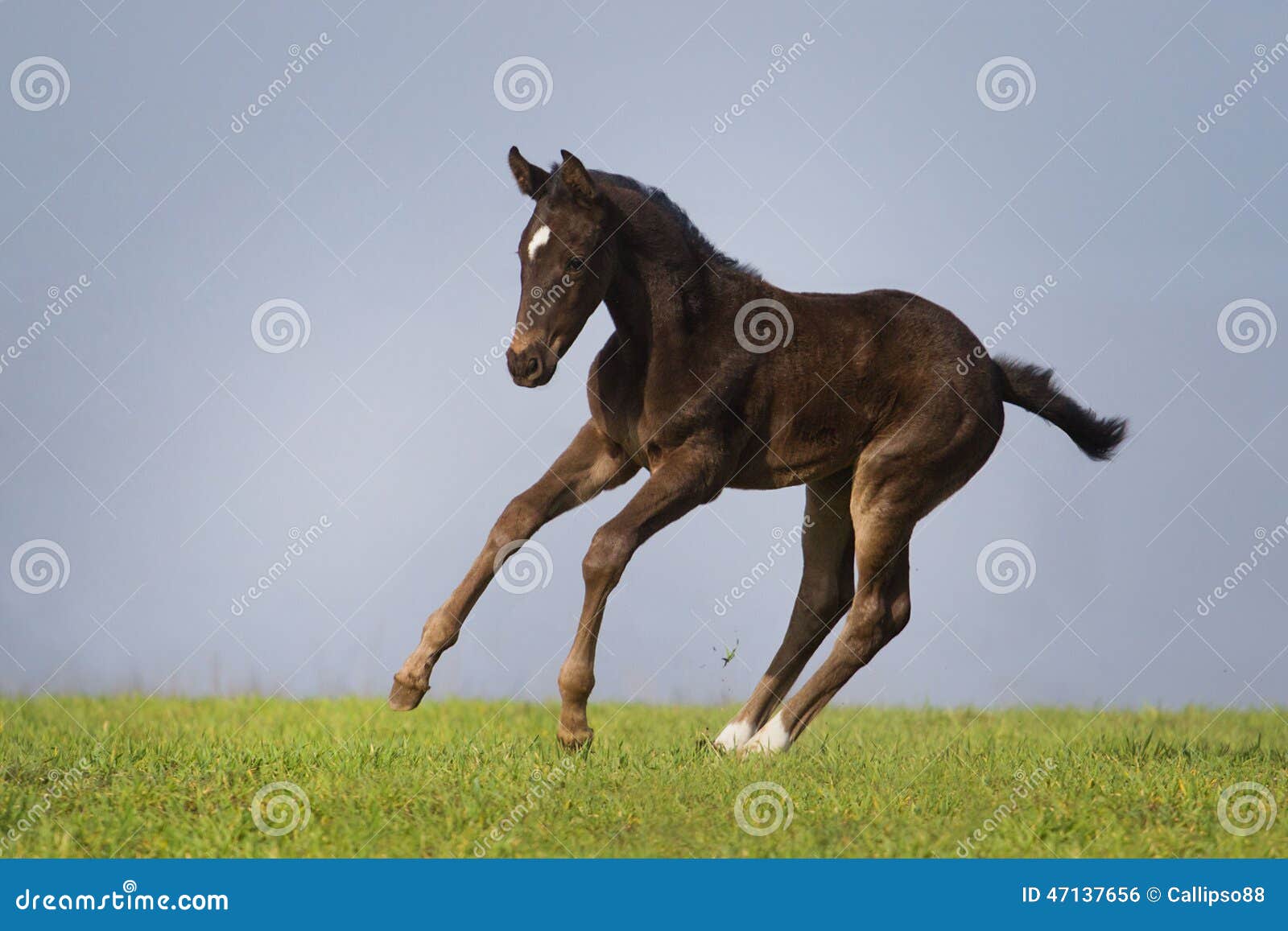 Potro negro foto de archivo. Imagen de animales, newborn - 47137656