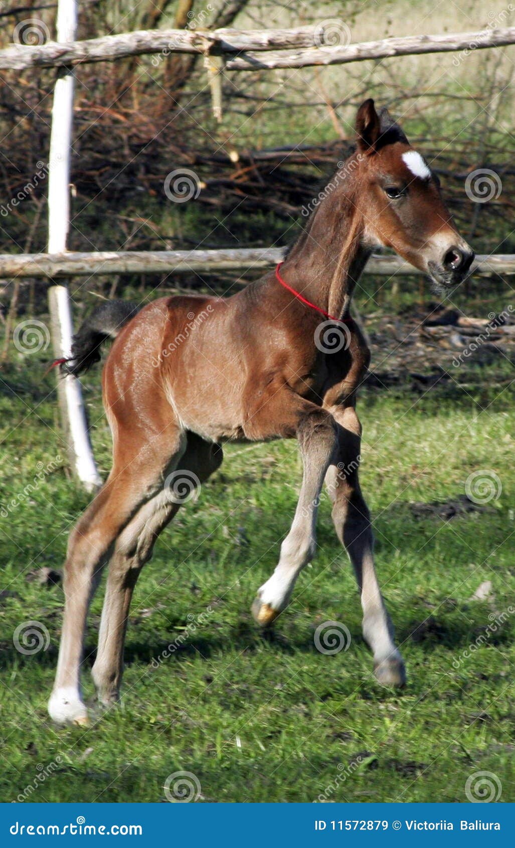 Potro pequeno imagem de stock. Imagem de sorriso, potro - 11572879