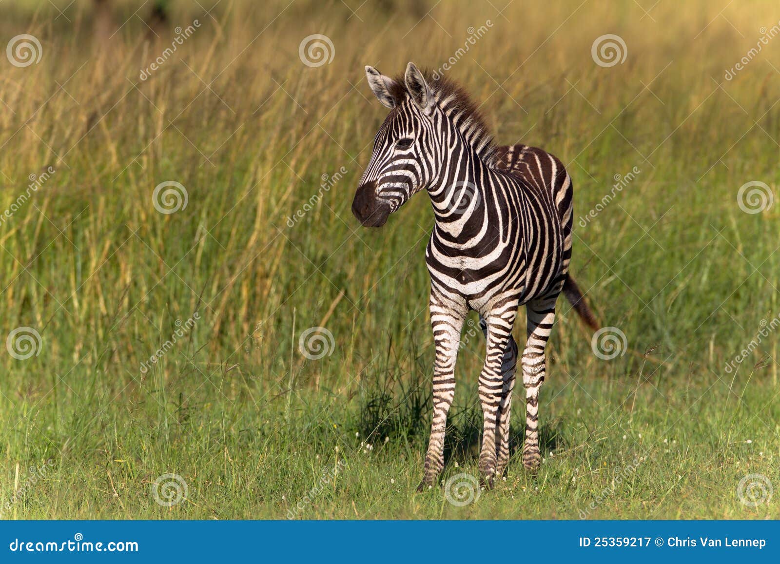 Potro Phinda de la cebra imagen de archivo. Imagen de reserva - 25359217